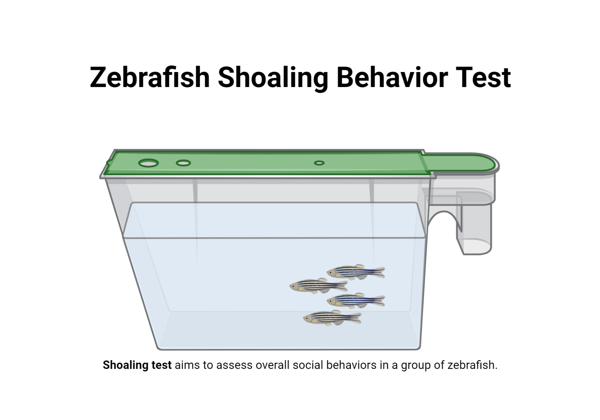 Zebrafish Shoaling Behavior Test | BioRender Science Templates