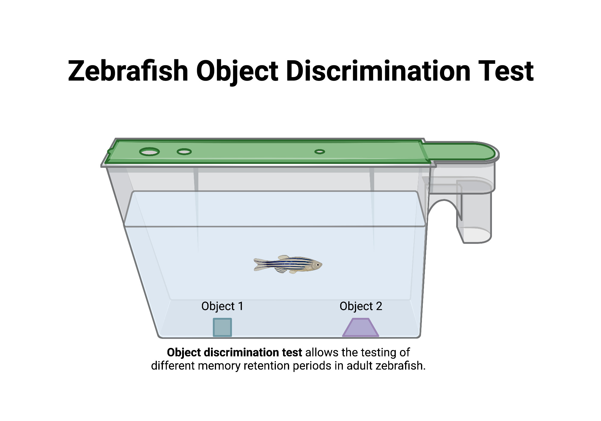 Zebrafish Object Discrimination Test | BioRender Science Templates