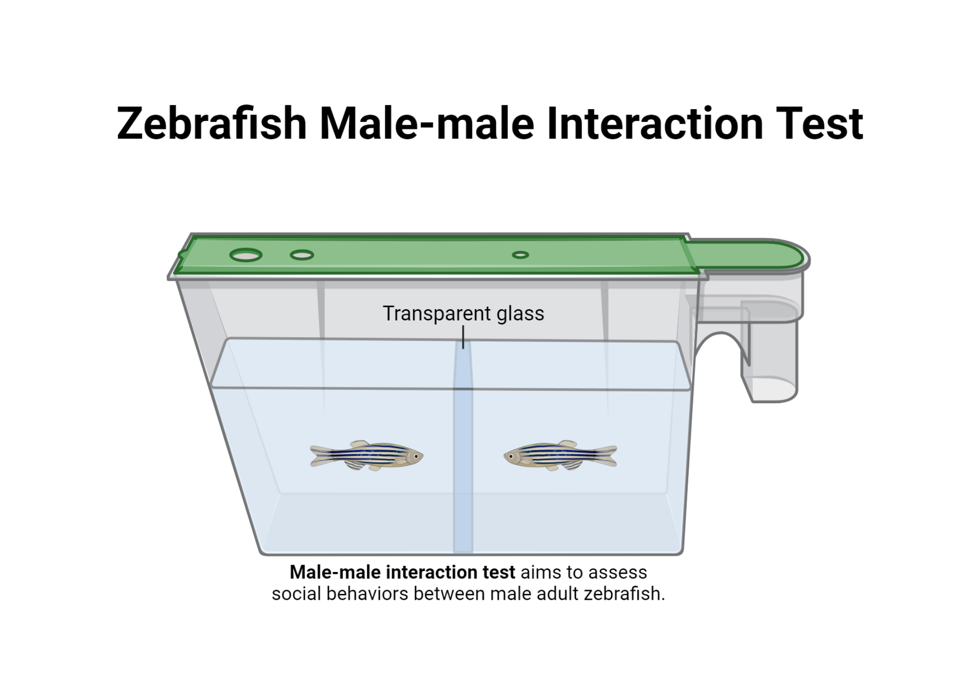 Zebrafish Male-male Interaction Test | BioRender Science Templates