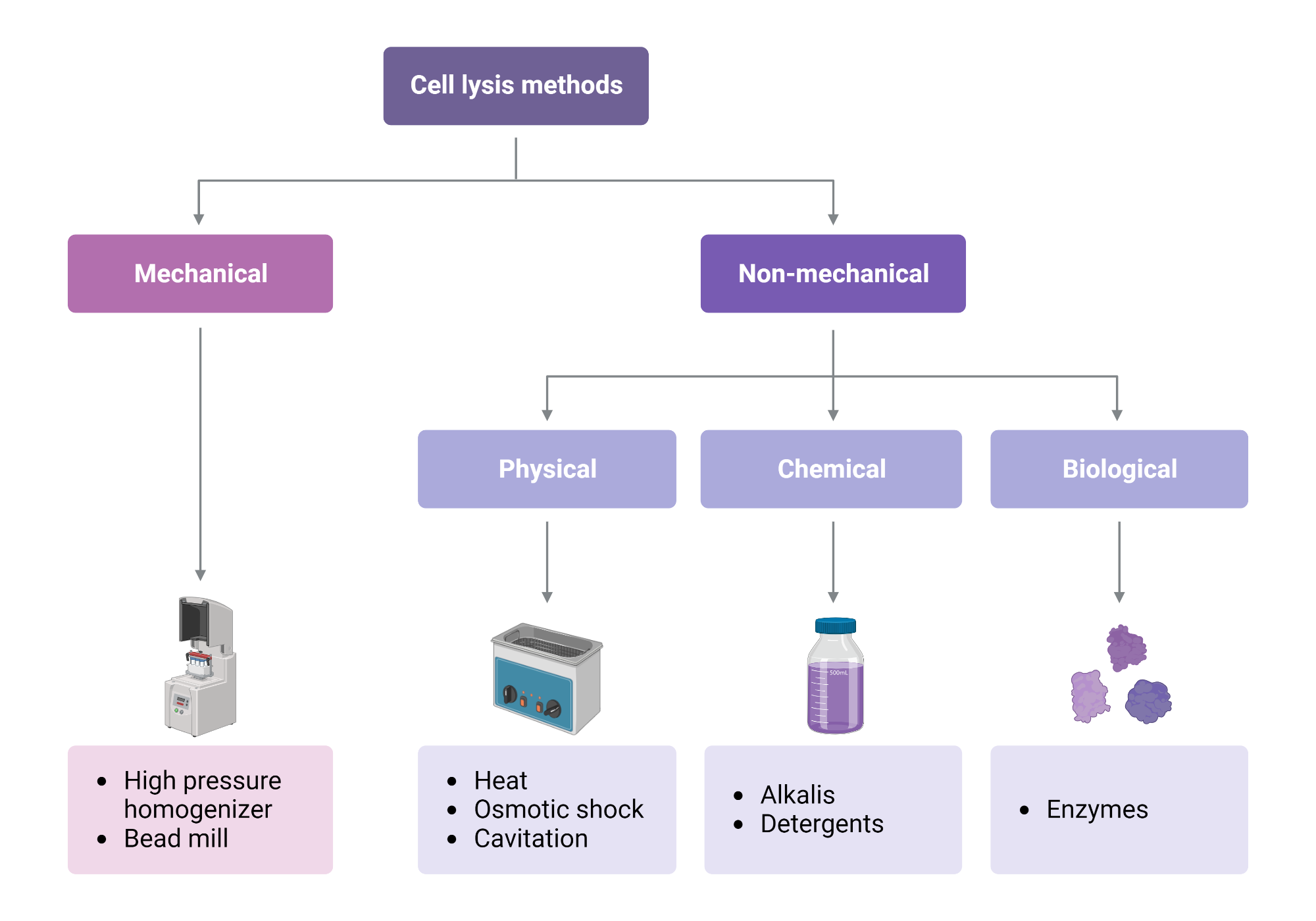 Cell Lysis Methods | BioRender Science Templates