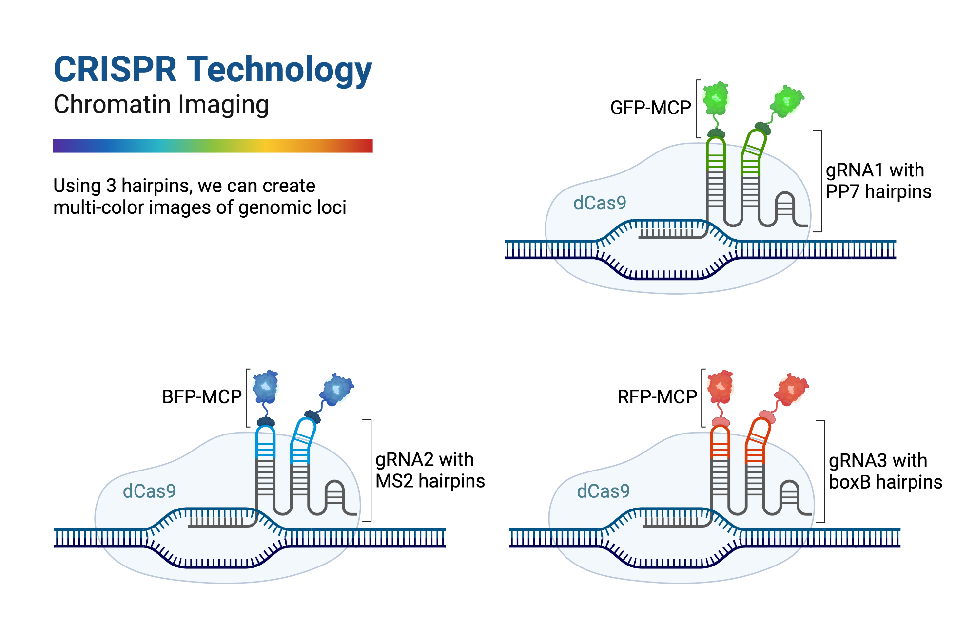 CRISPR Technology: Chromatin Imaging | BioRender Science Templates