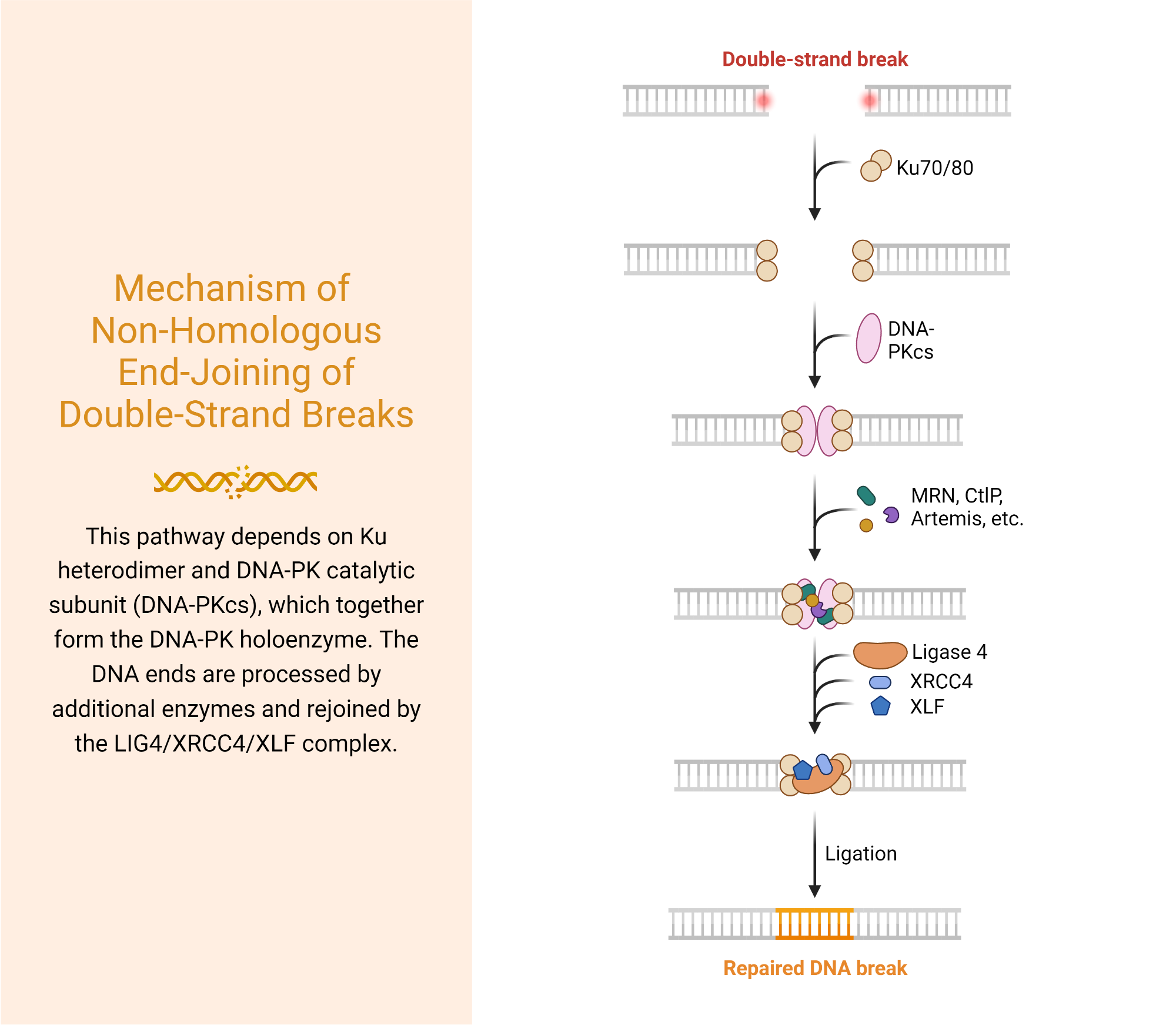 Mechanism of Non-Homologous End-Joining of Double-Strand Breaks ...