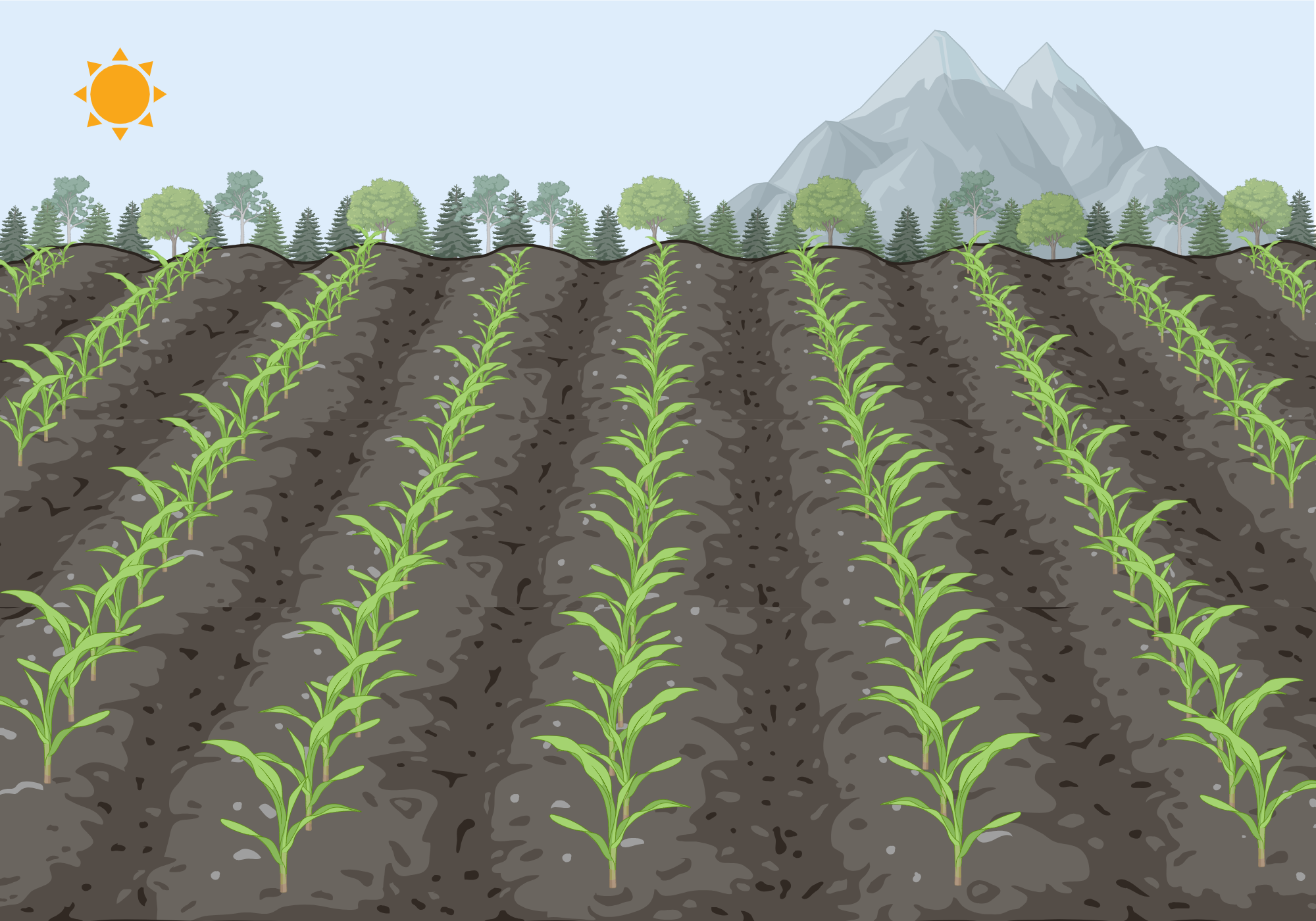 Corn Field (Seedling V2-V3) | BioRender Science Templates