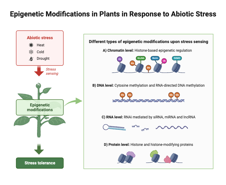 Epigenetic Modifications in Plants in Response to Abiotic Stress ...
