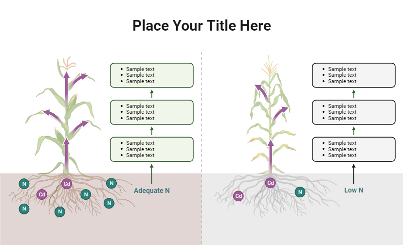 Adequate vs. Low Nitrogen (Layout) | BioRender Science Templates