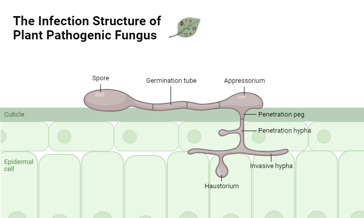 The Infection Structure of Plant Pathogenic Fungus | BioRender Science ...