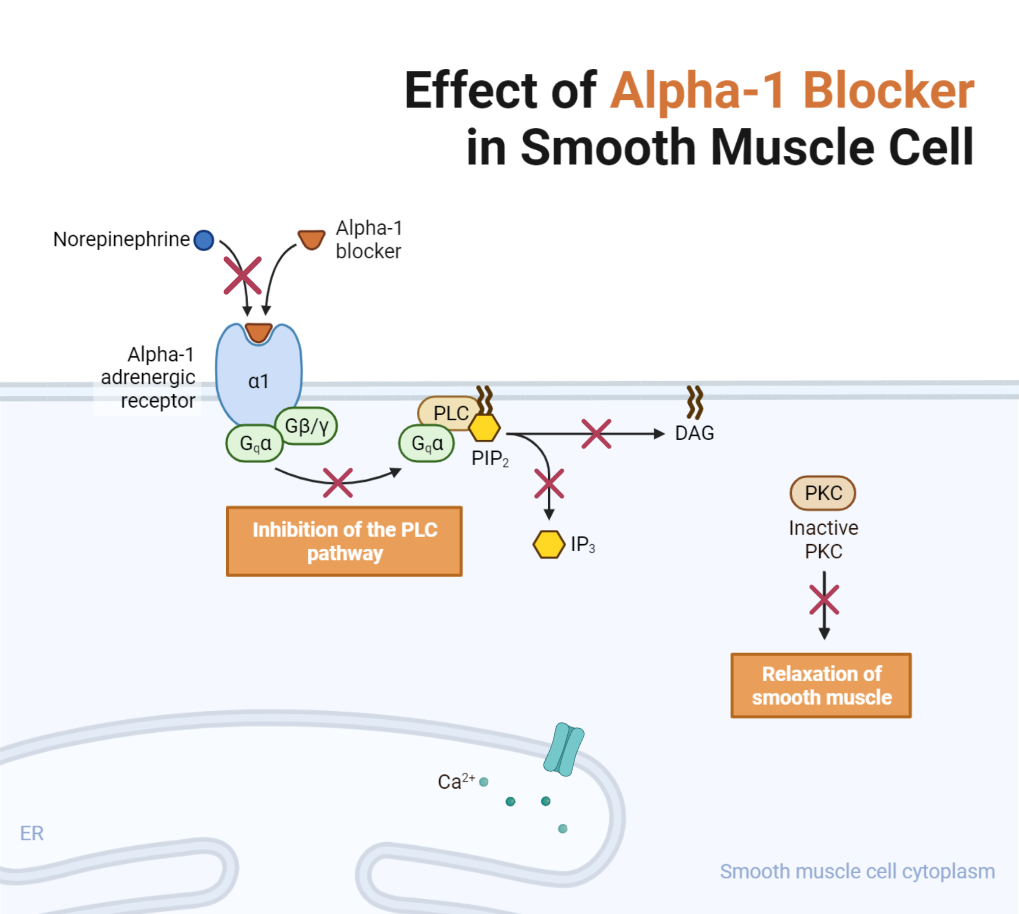 Effect of Alpha-1 Blocker in Smooth Muscle Cell | BioRender Science ...