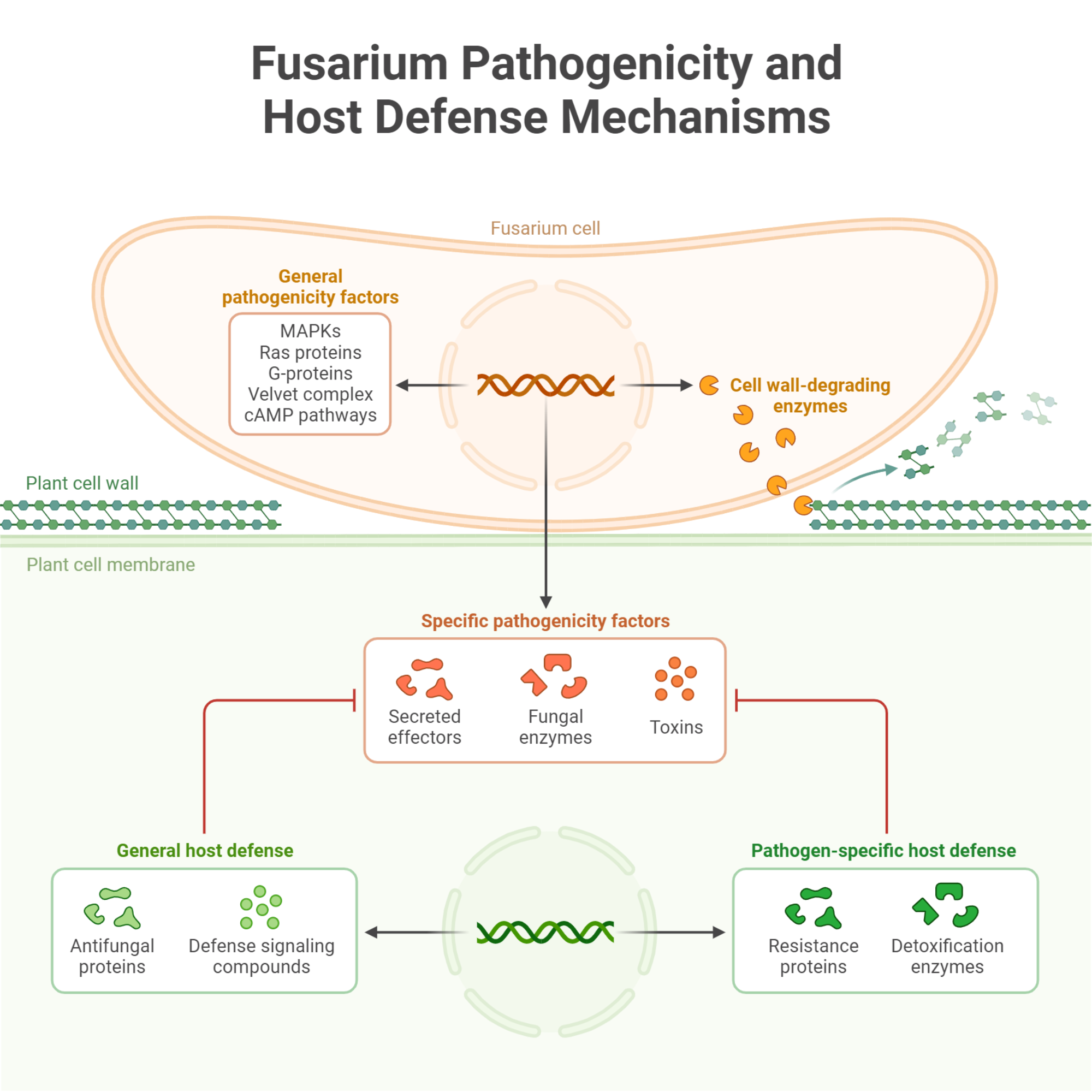 Fusarium Pathogenicity and Host Defense Mechanisms | BioRender Science ...