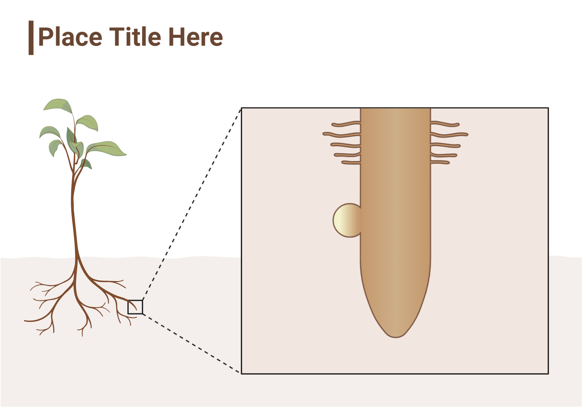 Root Tip with Callout (Layout) | BioRender Science Templates
