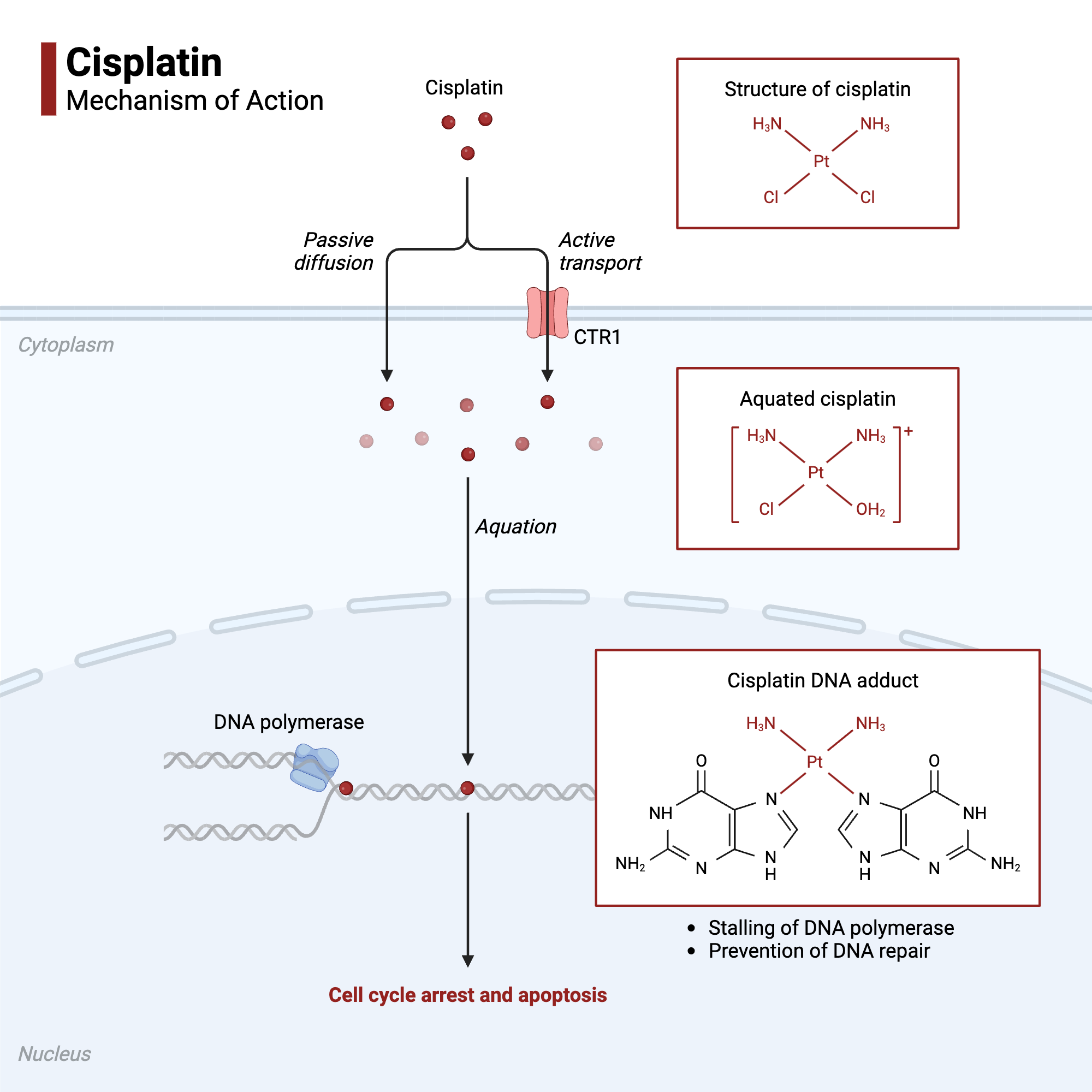 Cisplatin Mechanism of Action | BioRender Science Templates