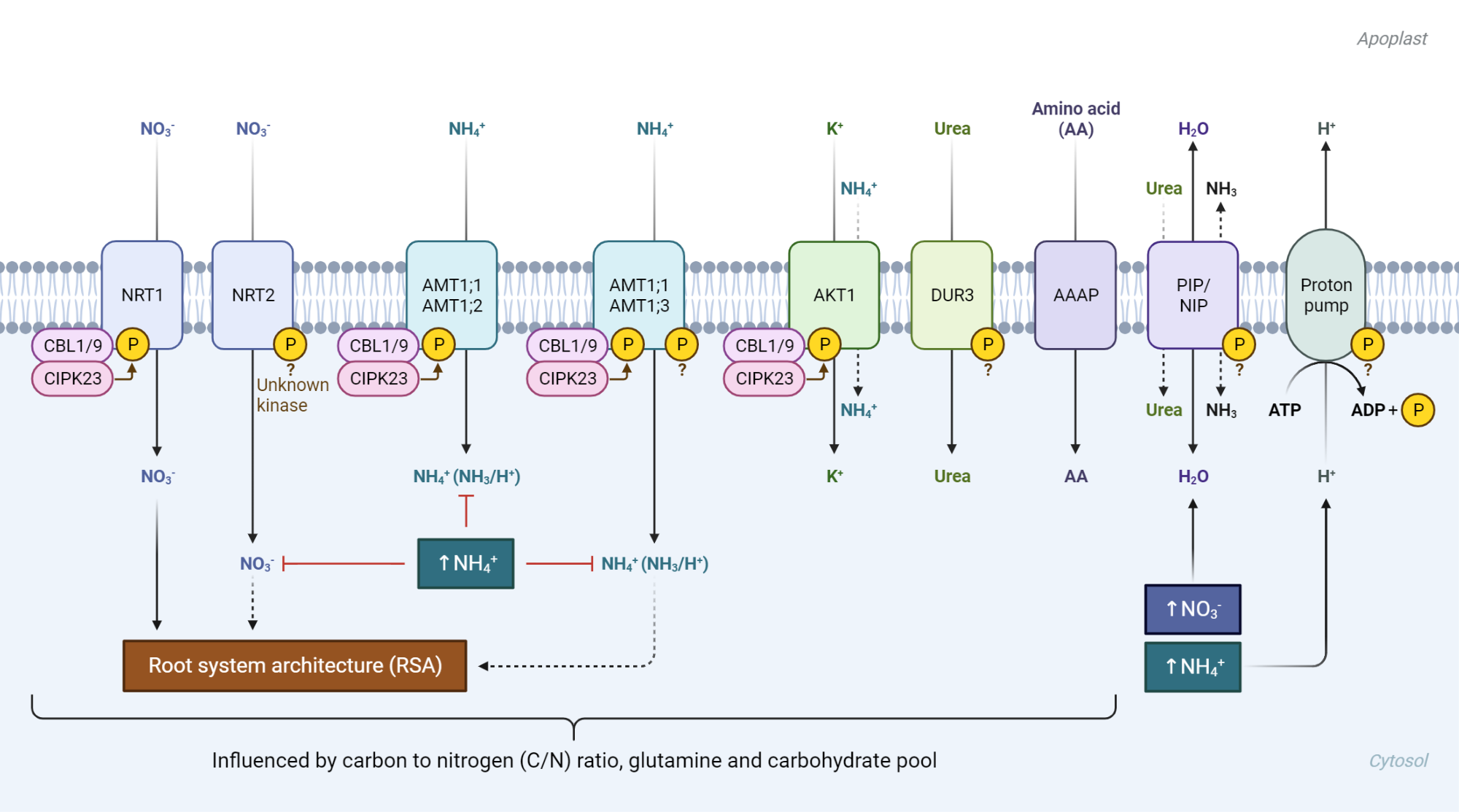 Transporters Involved in Nitrogen Uptake in Arabidopsis | BioRender ...