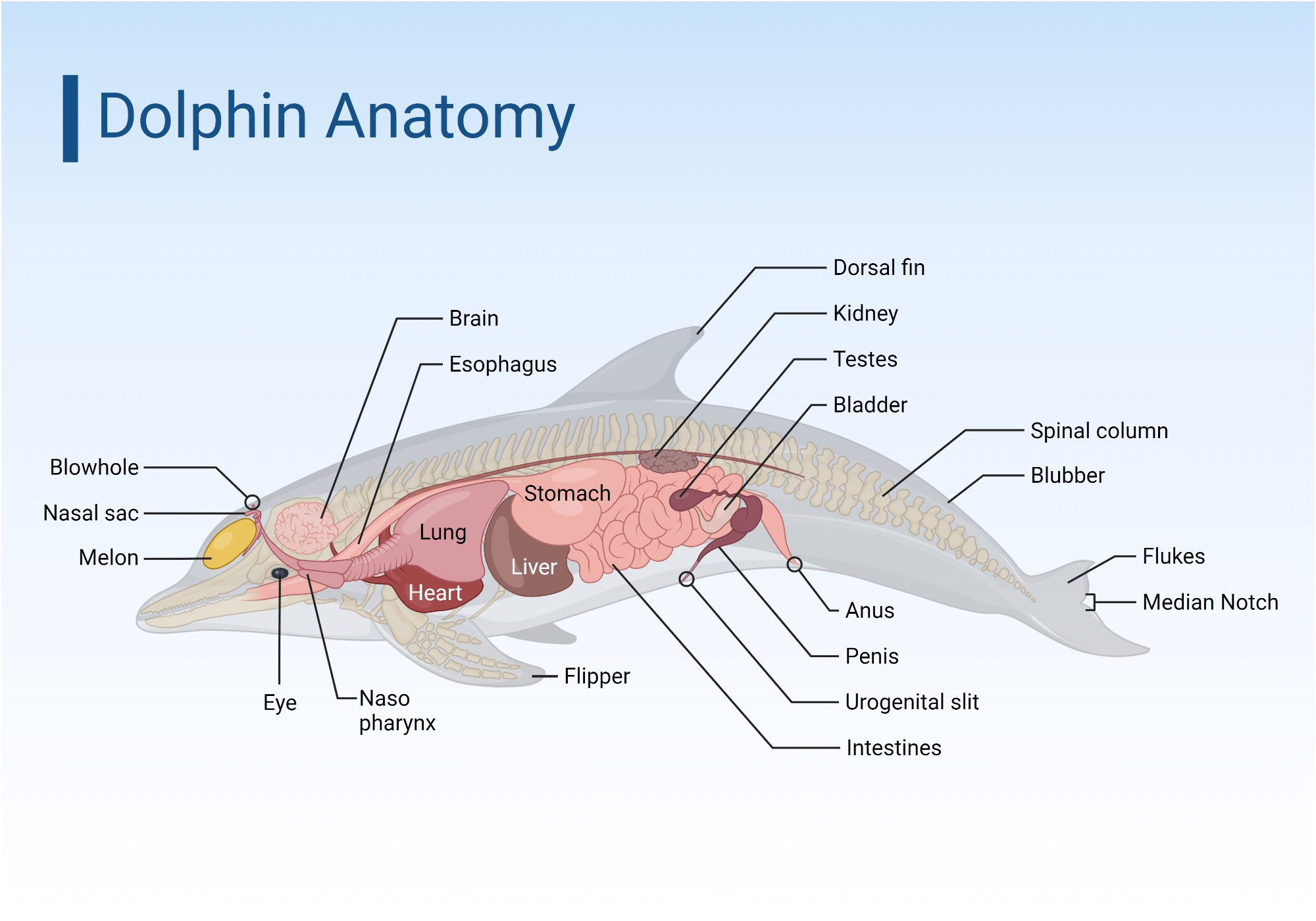 Dolphin Anatomy | BioRender Science Templates