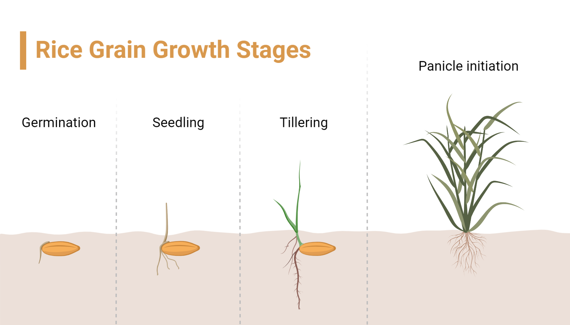 Rice Grain Growth Stages | BioRender Science Templates