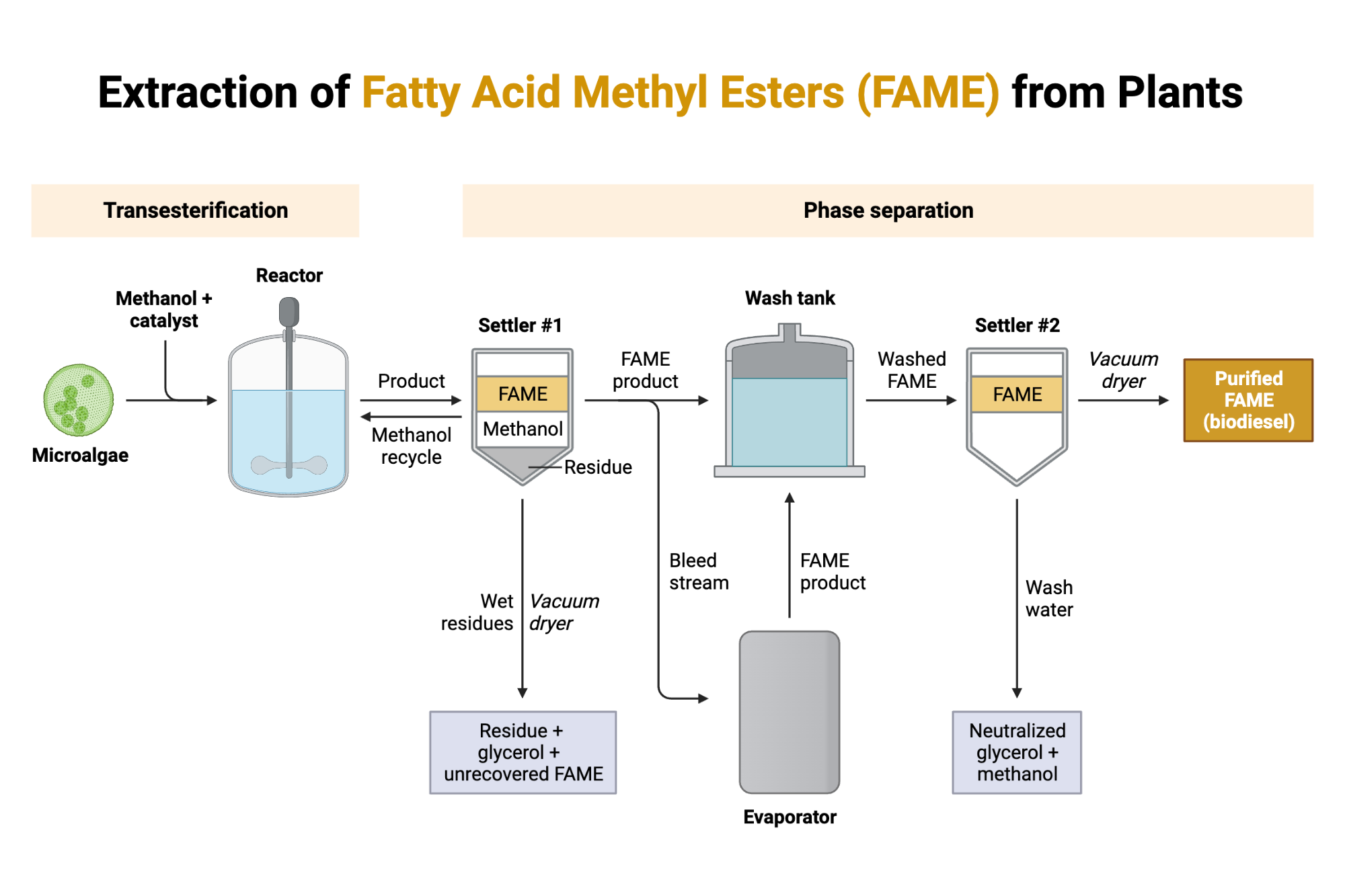 Extraction of Fatty Acid Methyl Esters (FAME) from Plants | BioRender ...