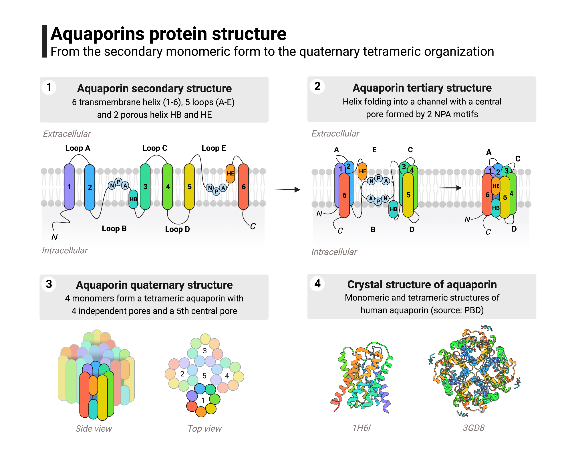 Aquaporins Protein Structure | BioRender Science Templates