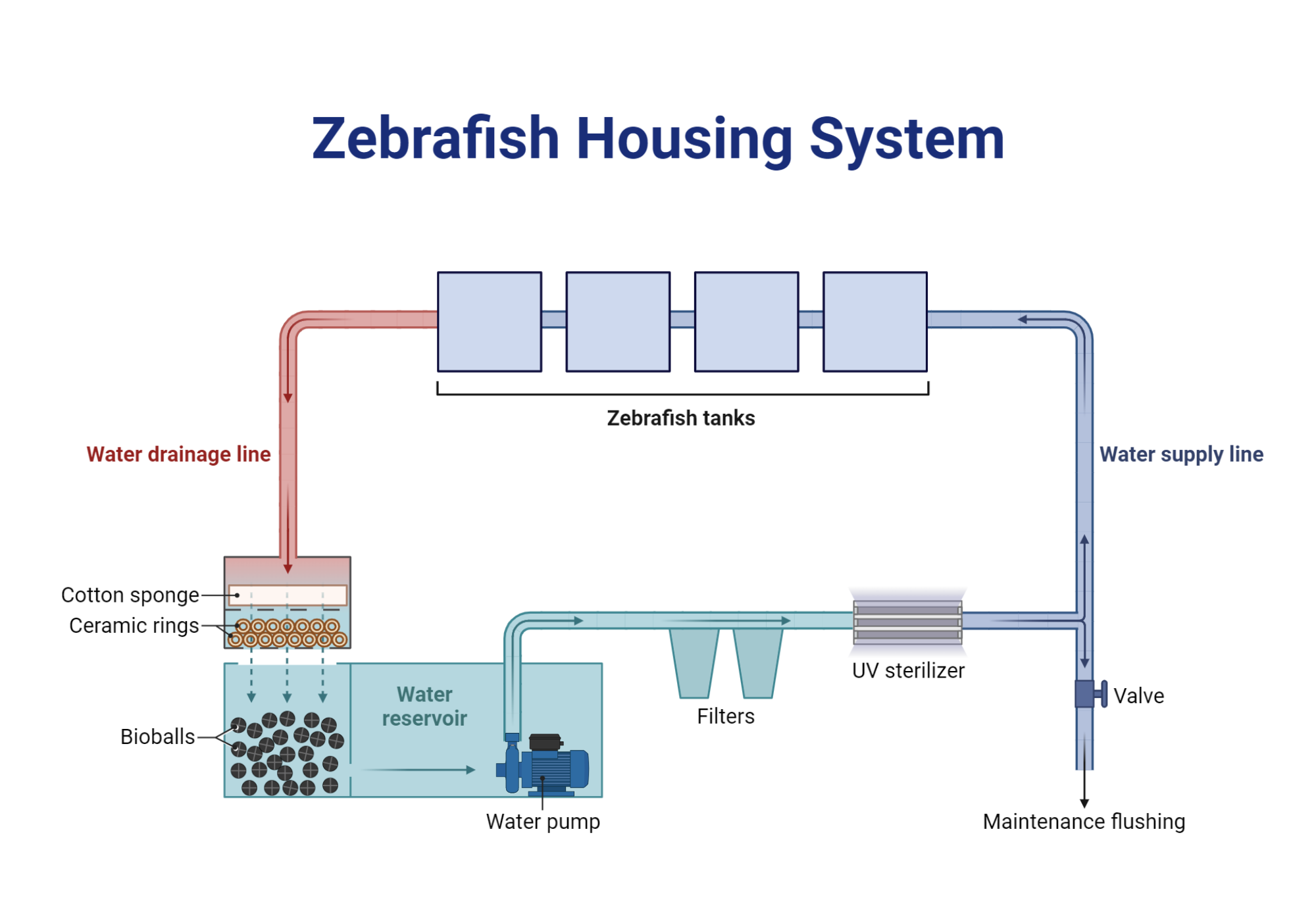Zebrafish Housing System (Simplified) | BioRender Science Templates