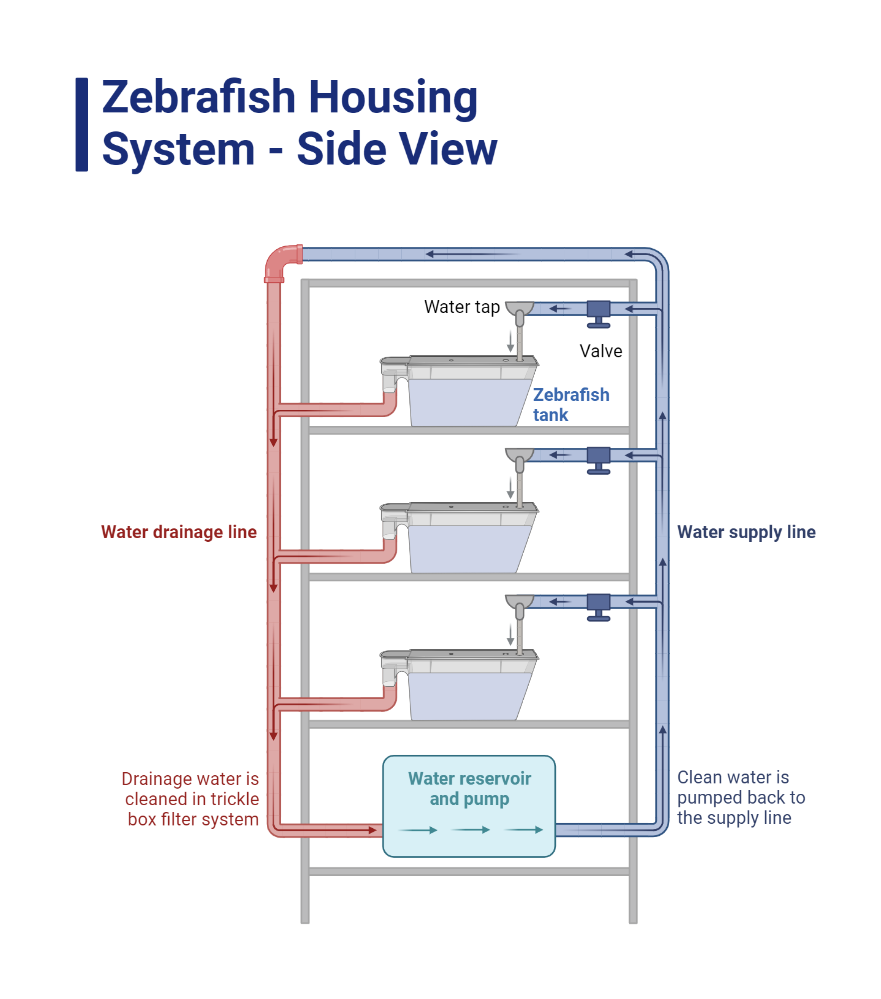Zebrafish Housing System - Side View | BioRender Science Templates