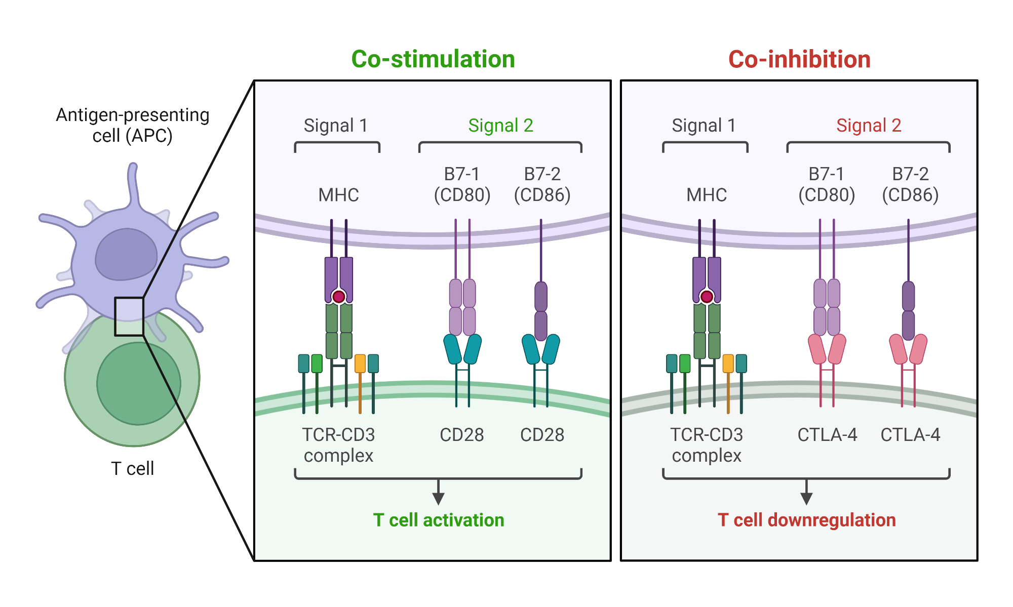 T Cell Co-stimulation and Co-inhibition | BioRender Science Templates