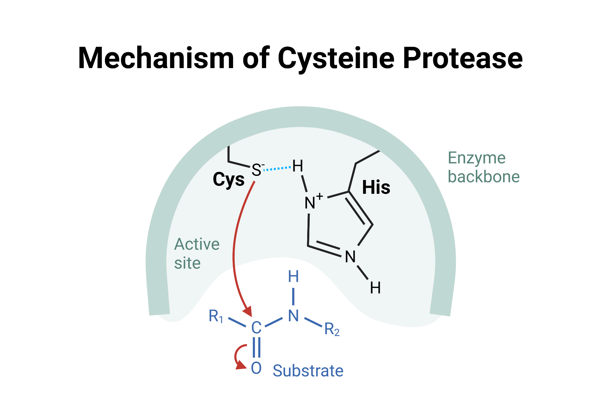 Mechanism of Cysteine Protease | BioRender Science Templates