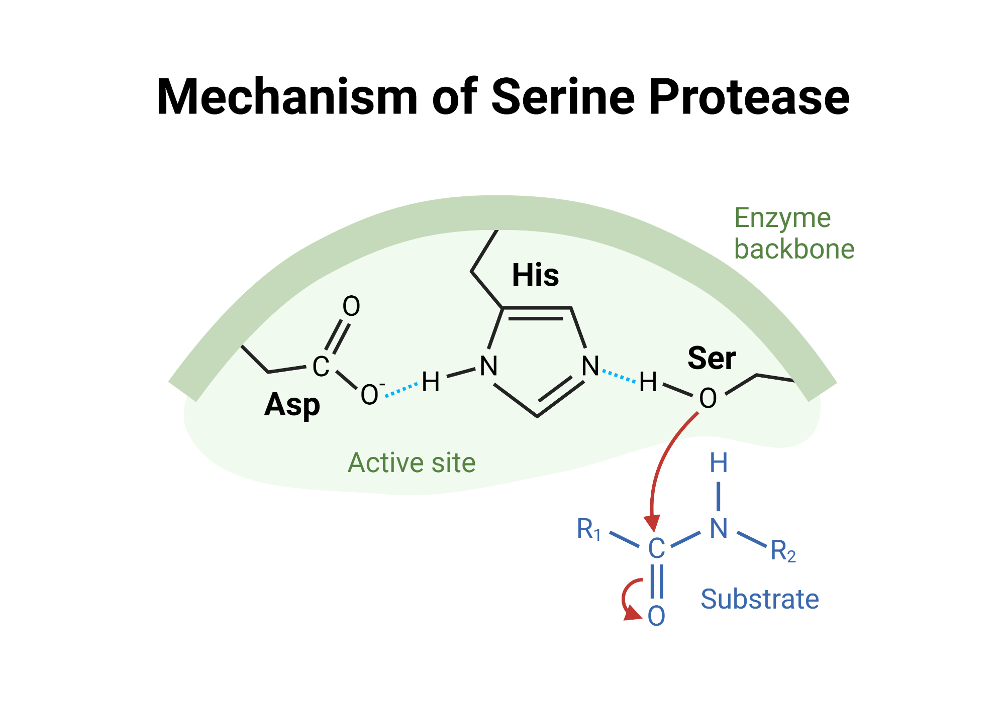 Mechanism of Serine Protease | BioRender Science Templates