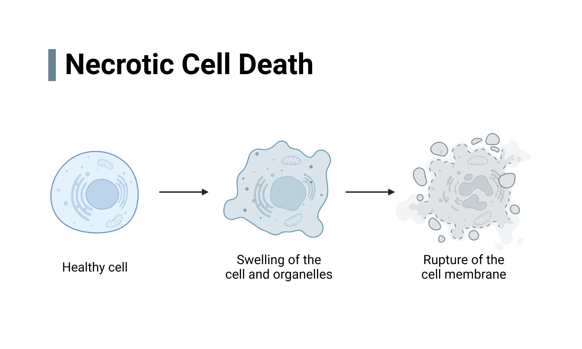 Necrotic Cell Death | BioRender Science Templates