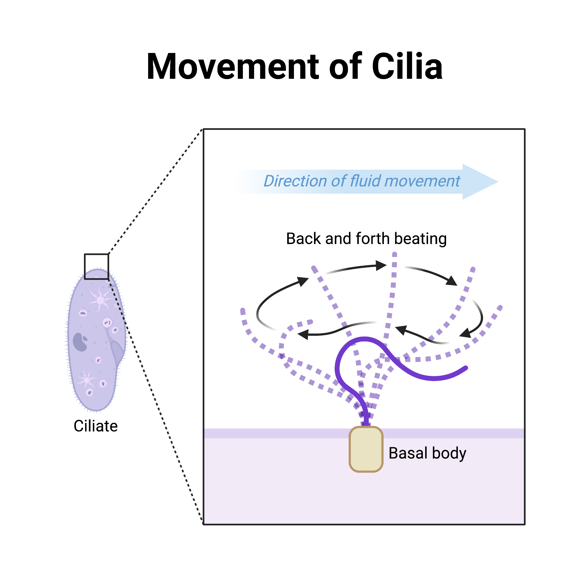 Movement of Cilia | BioRender Science Templates