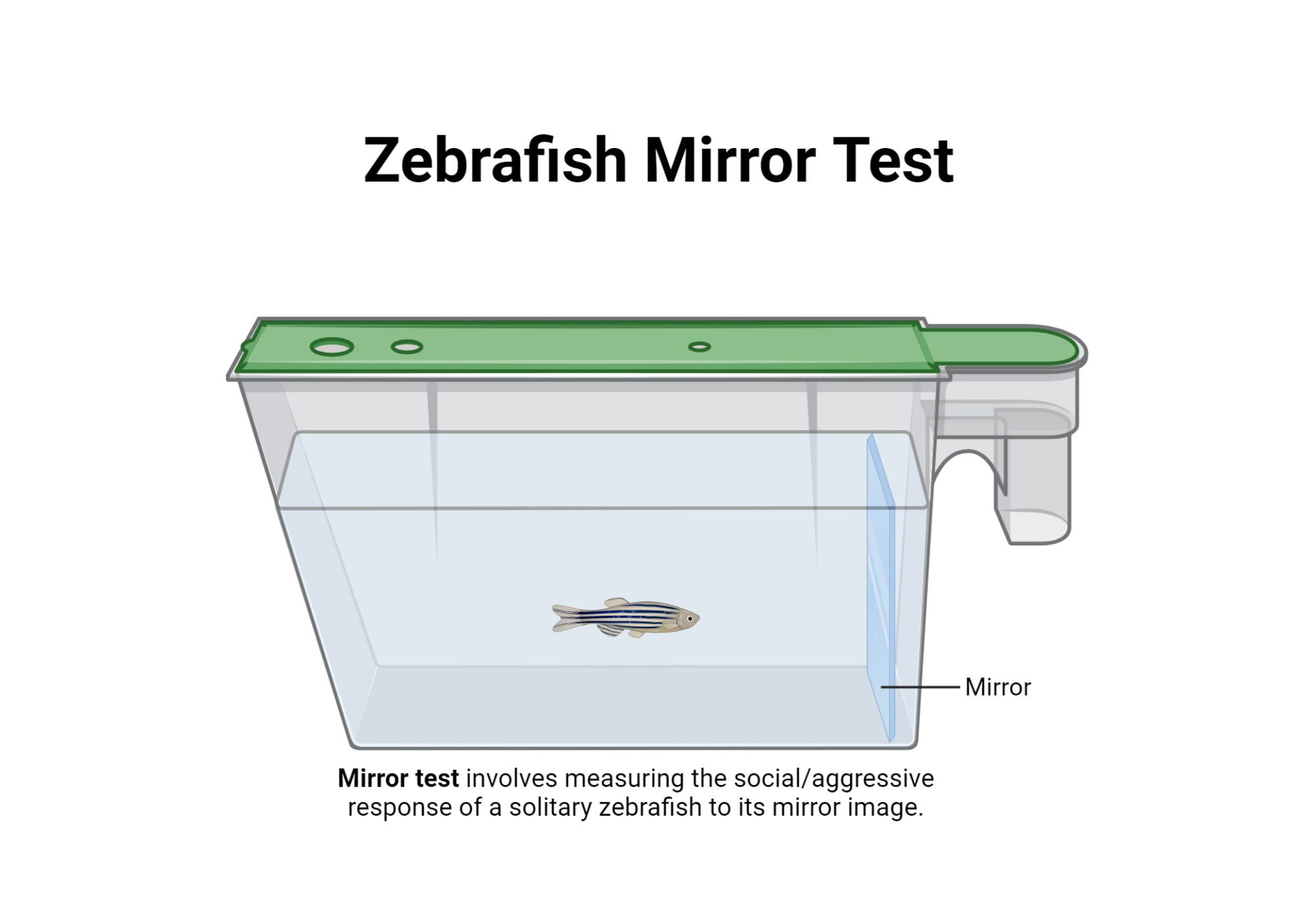 Zebrafish Mirror Test | BioRender Science Templates