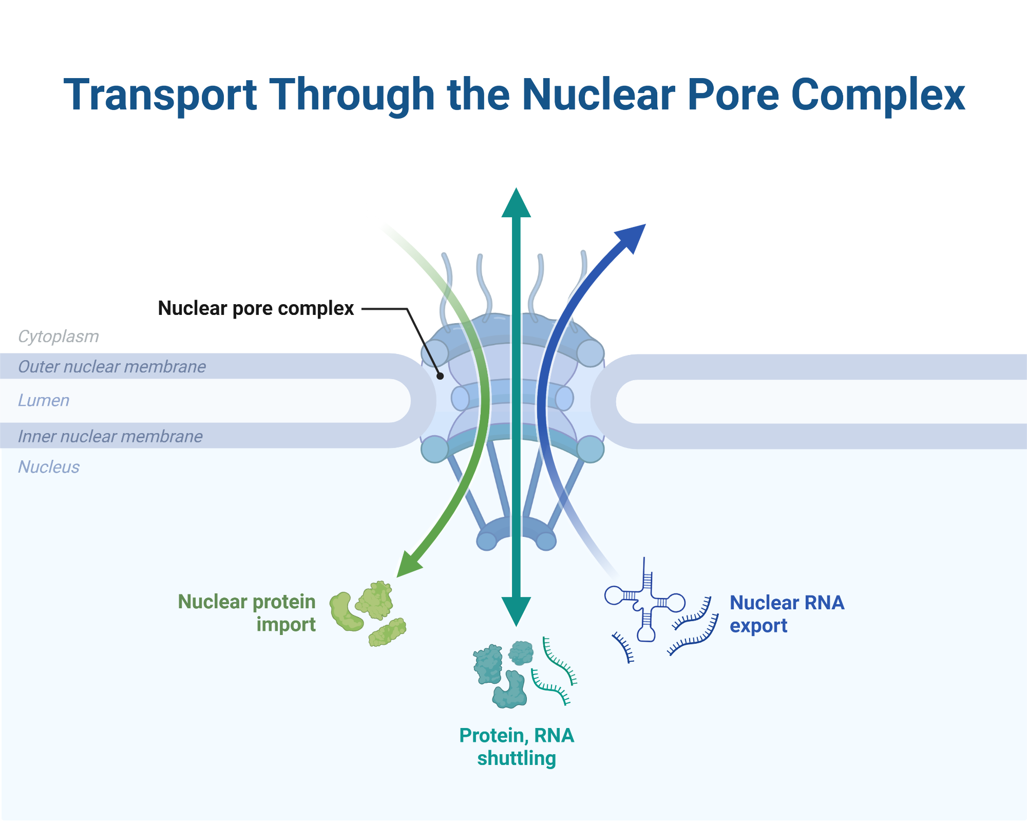 Transport Through the Nuclear Pore Complex | BioRender Science Templates