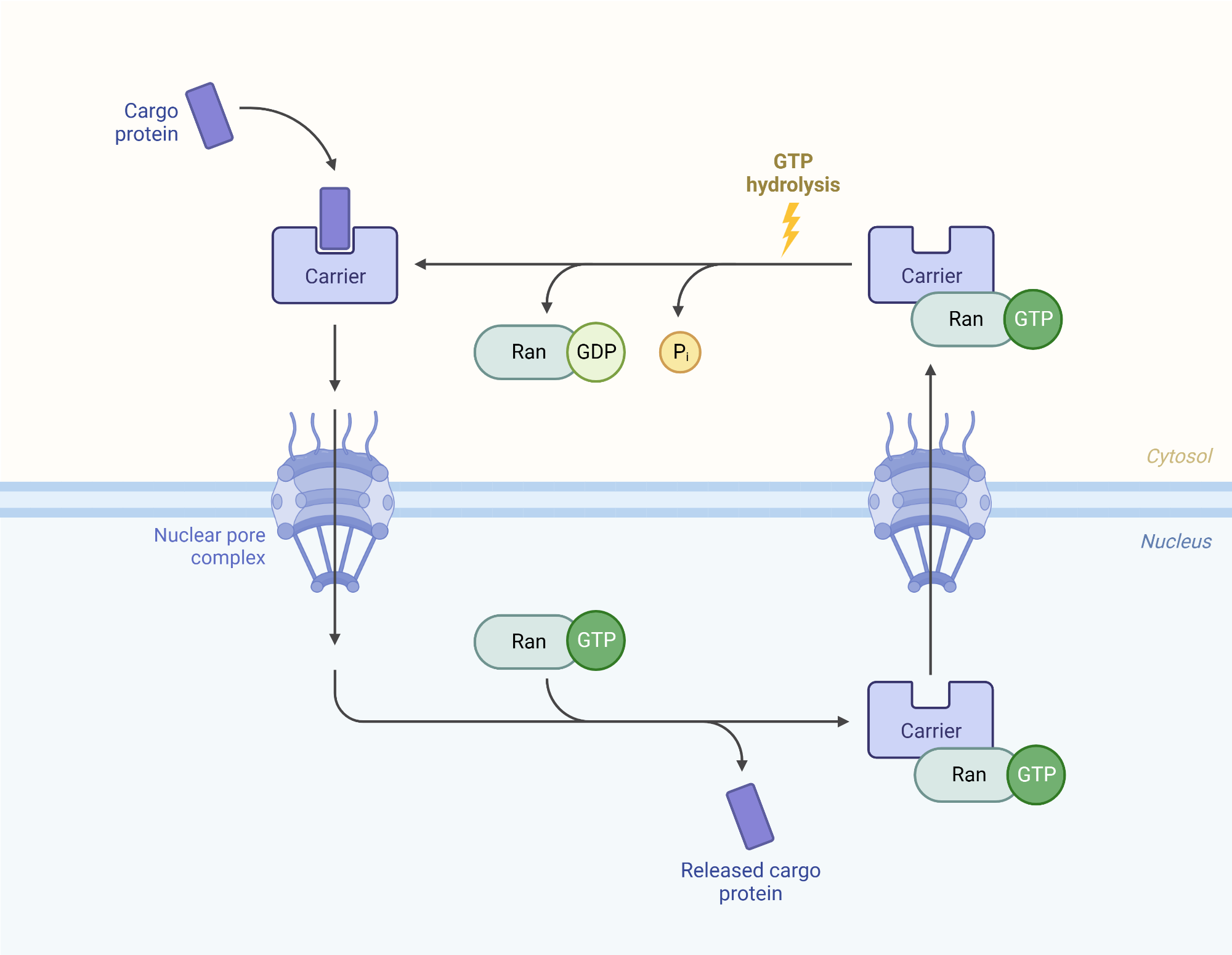 Simplified Overview of Transport Through Nuclear Pore Complexes ...