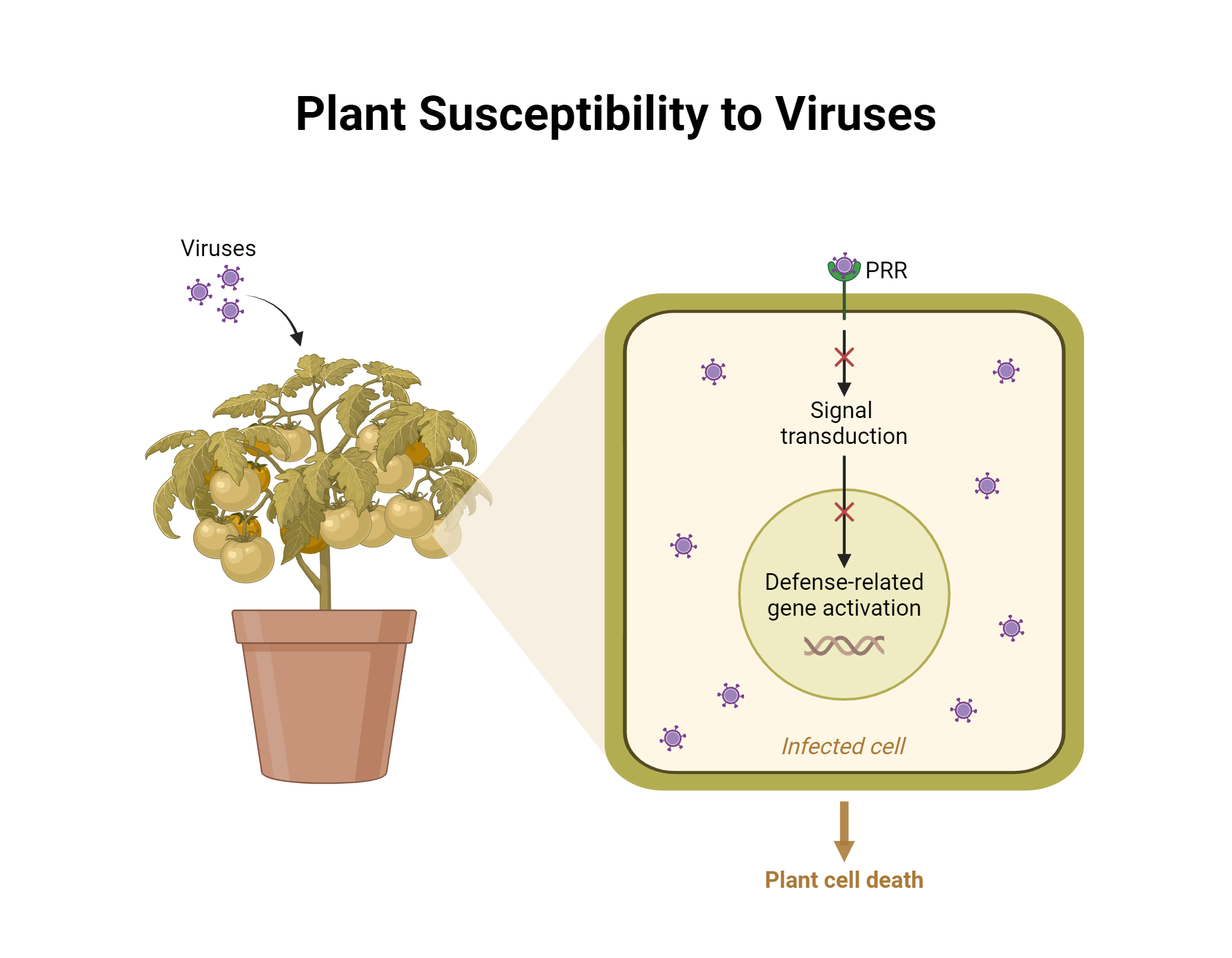 Plant Susceptibility to Viruses | BioRender Science Templates