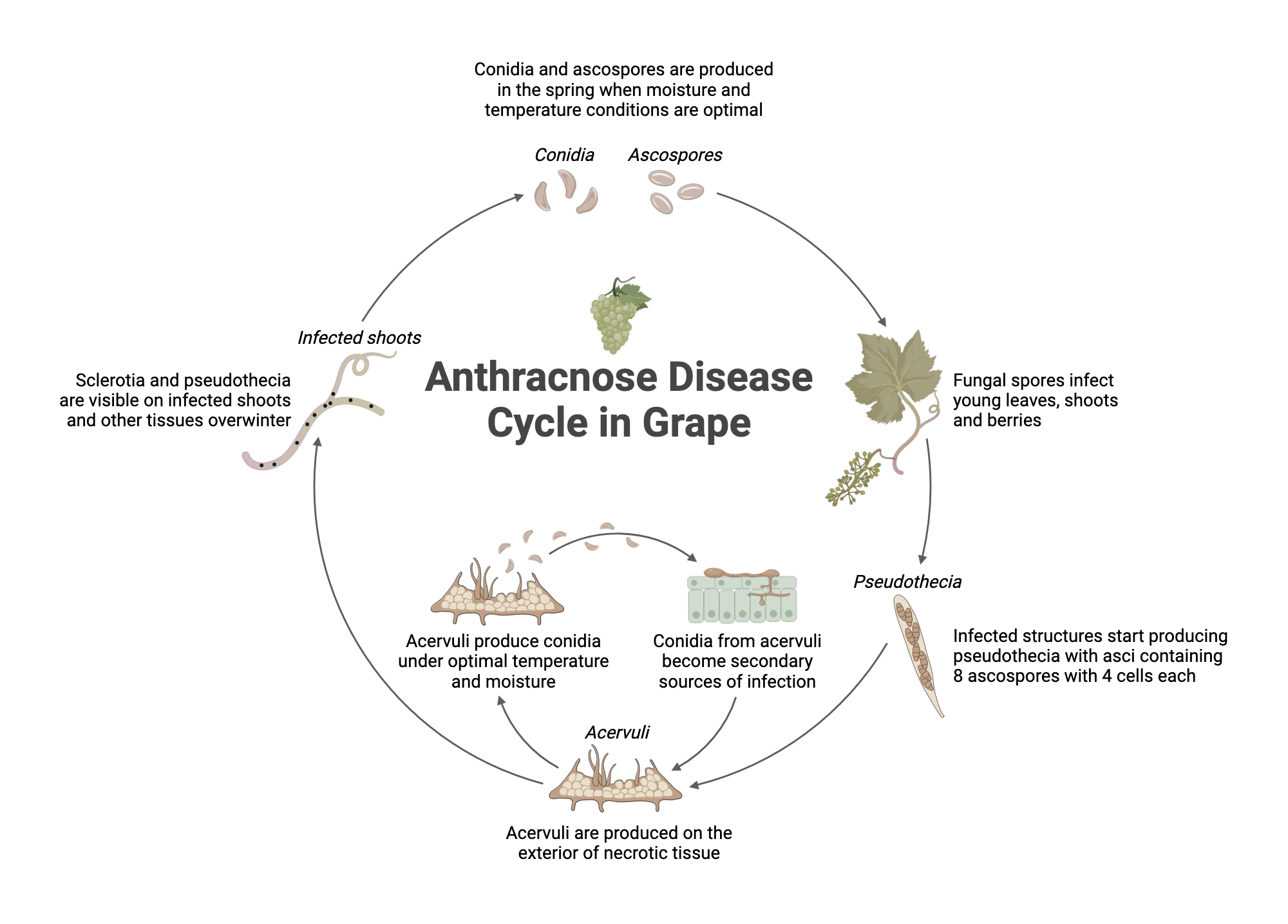 Anthracnose Disease Cycle in Grape | BioRender Science Templates