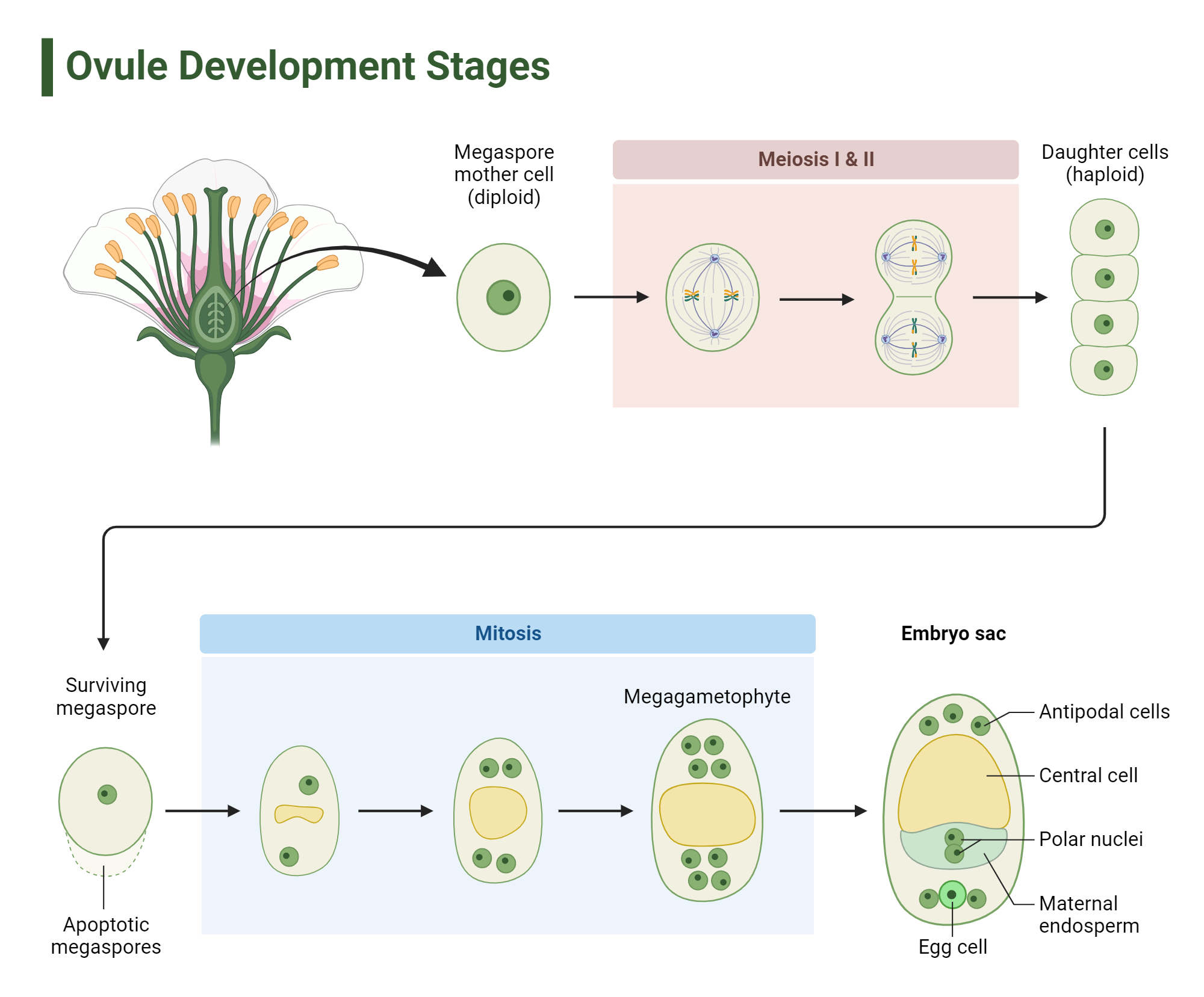 Ovule Development Stages | BioRender Science Templates