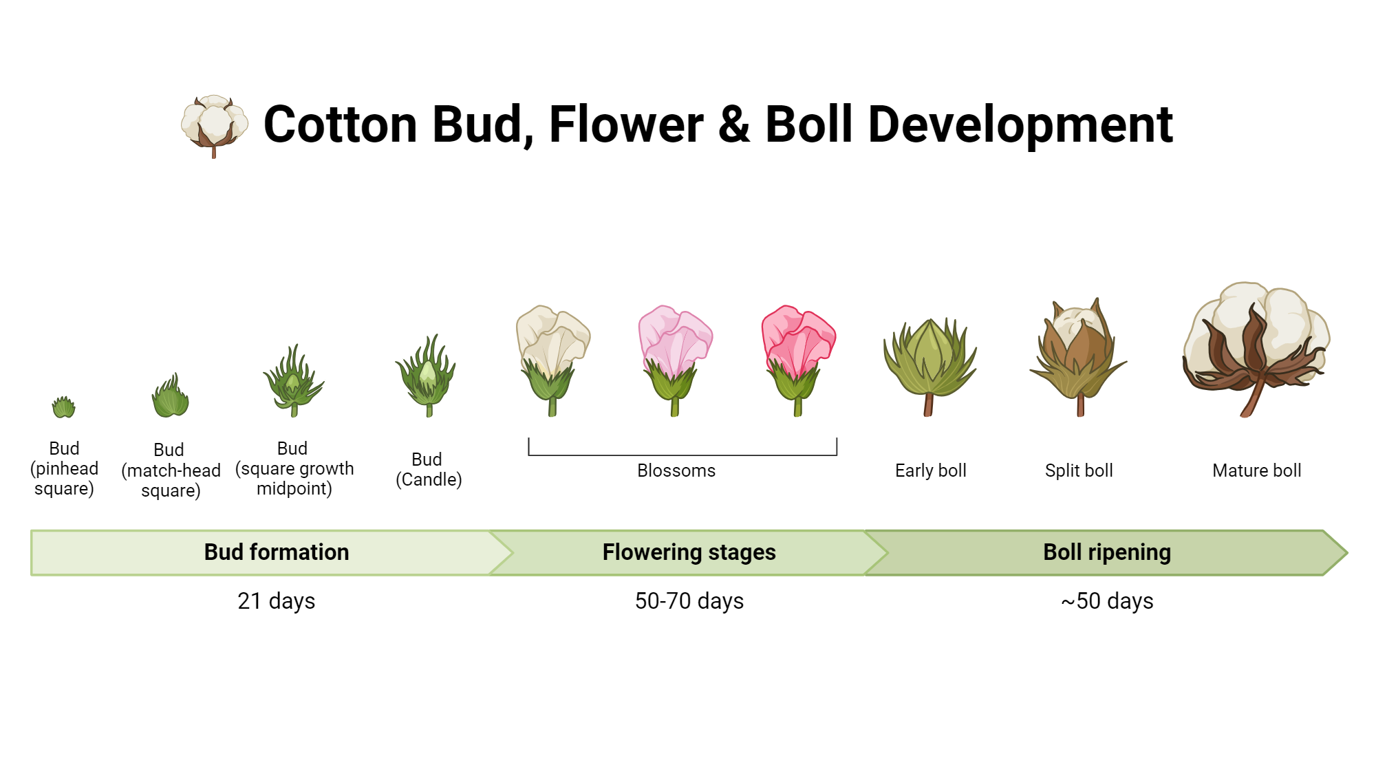 Cotton Bud, Flower & Boll Development | BioRender Science Templates