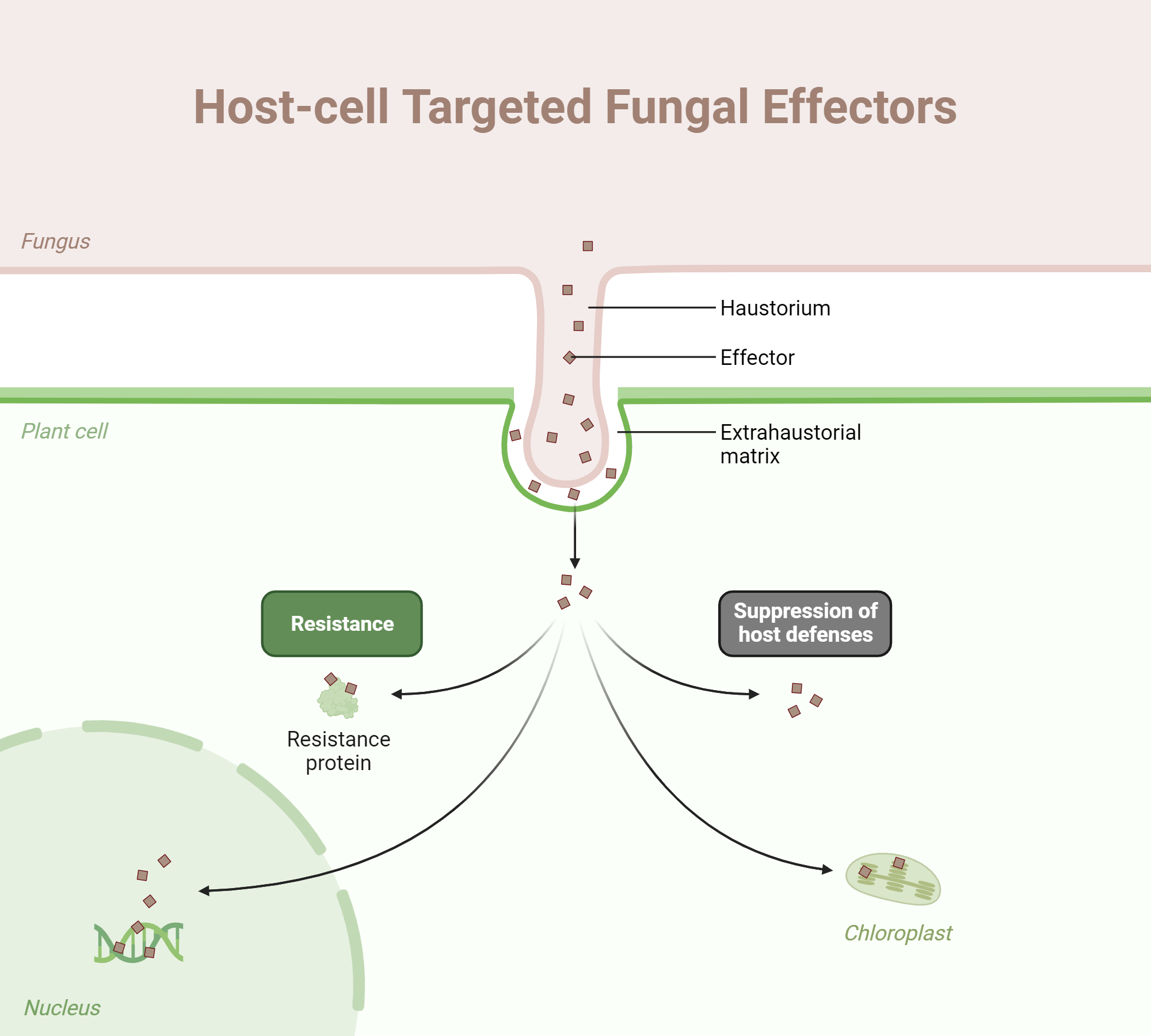 Host-cell Targeted Fungal Effectors | BioRender Science Templates