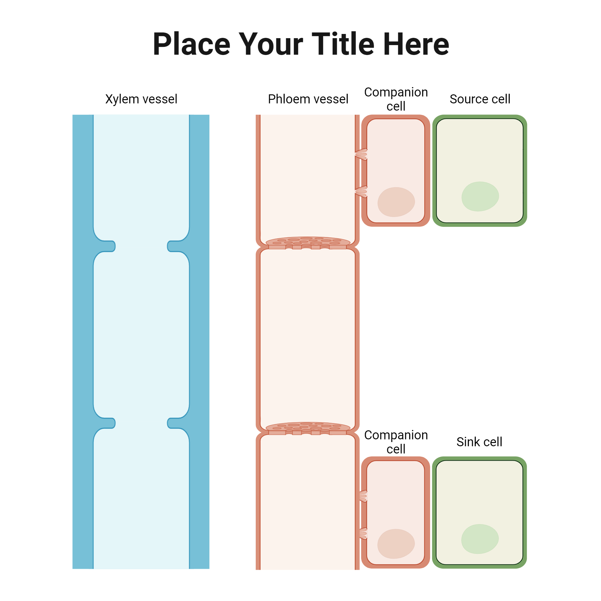 Plant Vessels Layout | BioRender Science Templates