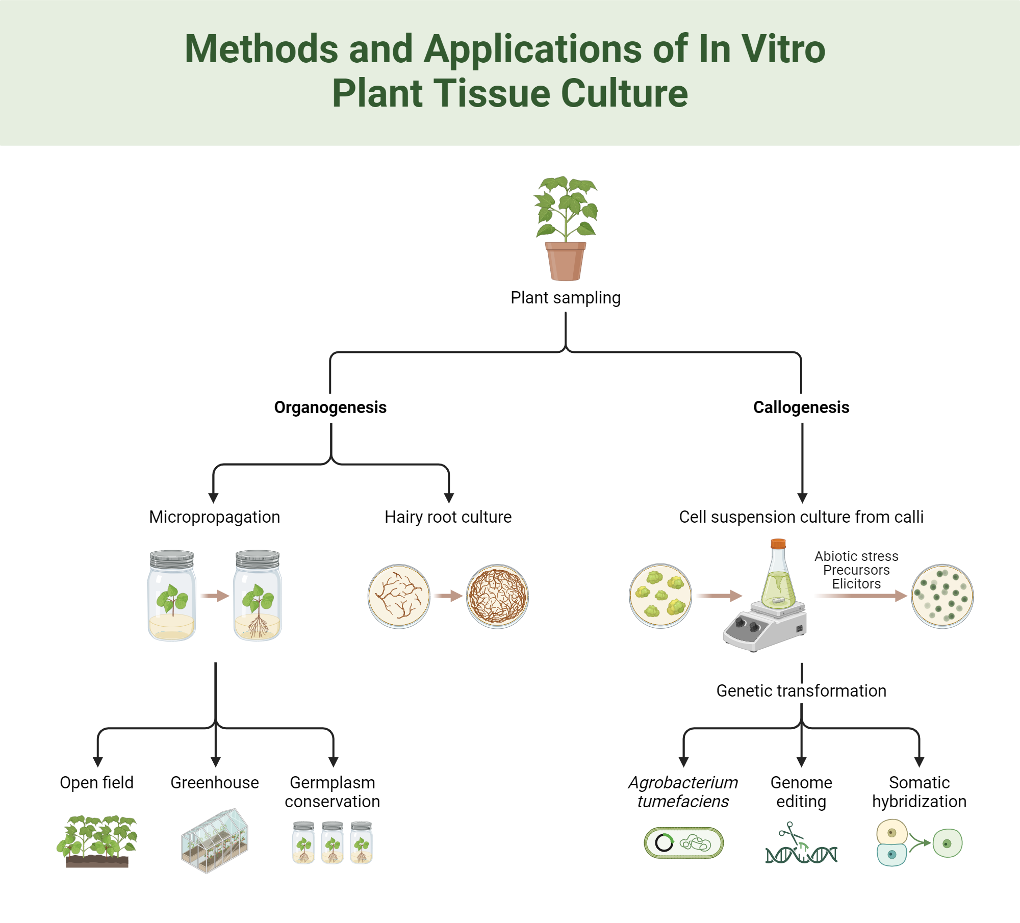 Methods and Applications of In Vitro Plant Tissue Culture | BioRender ...
