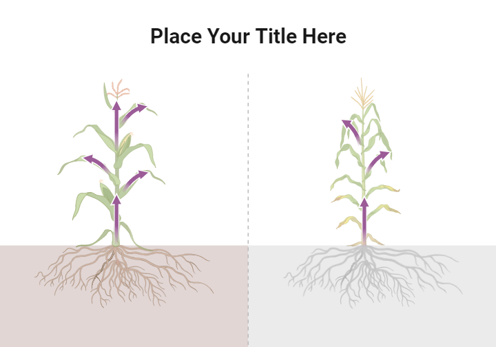Corn in Soil with Arrows (Layout) | BioRender Science Templates