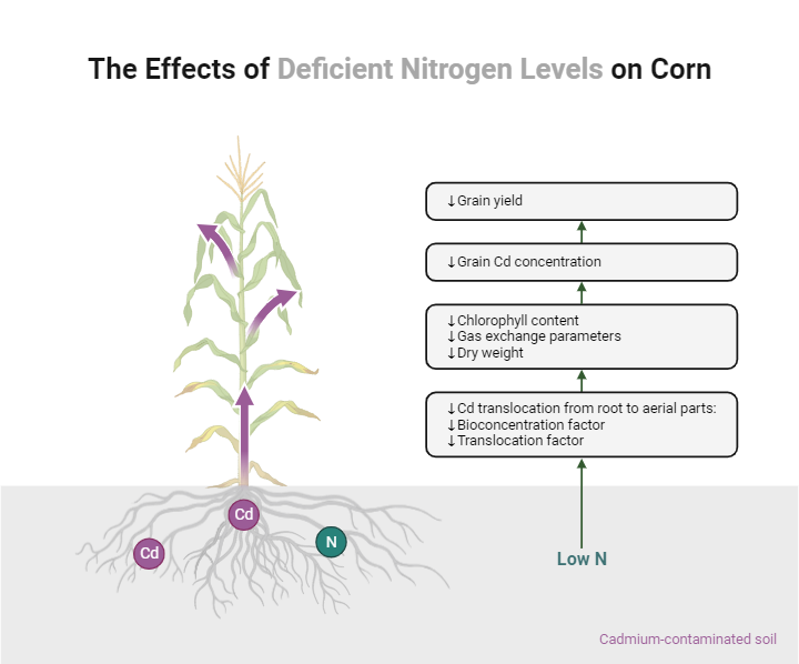 The Effects of Deficient Nitrogen Levels on Corn | BioRender Science ...