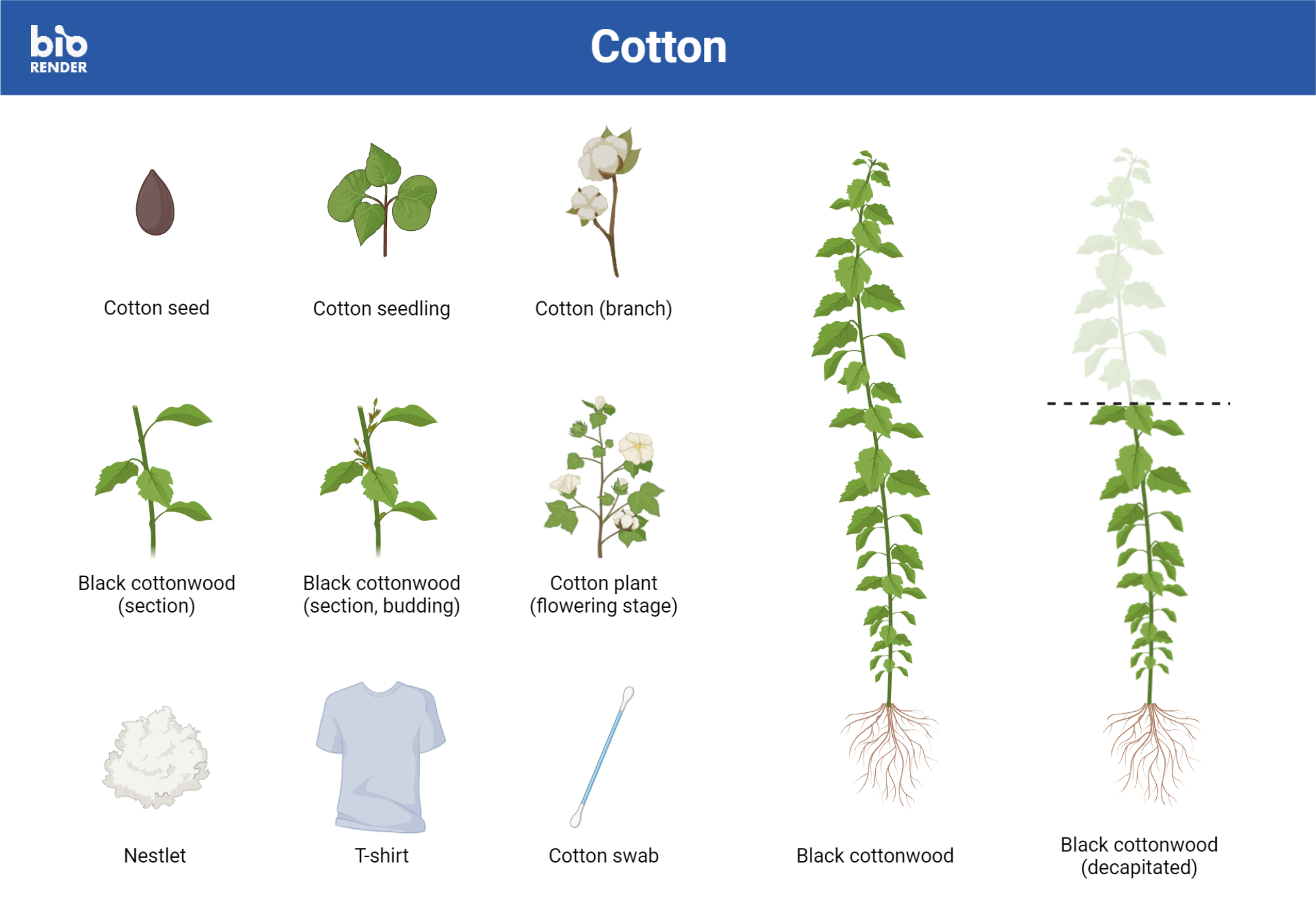 Icon Pack - Cotton | BioRender Science Templates