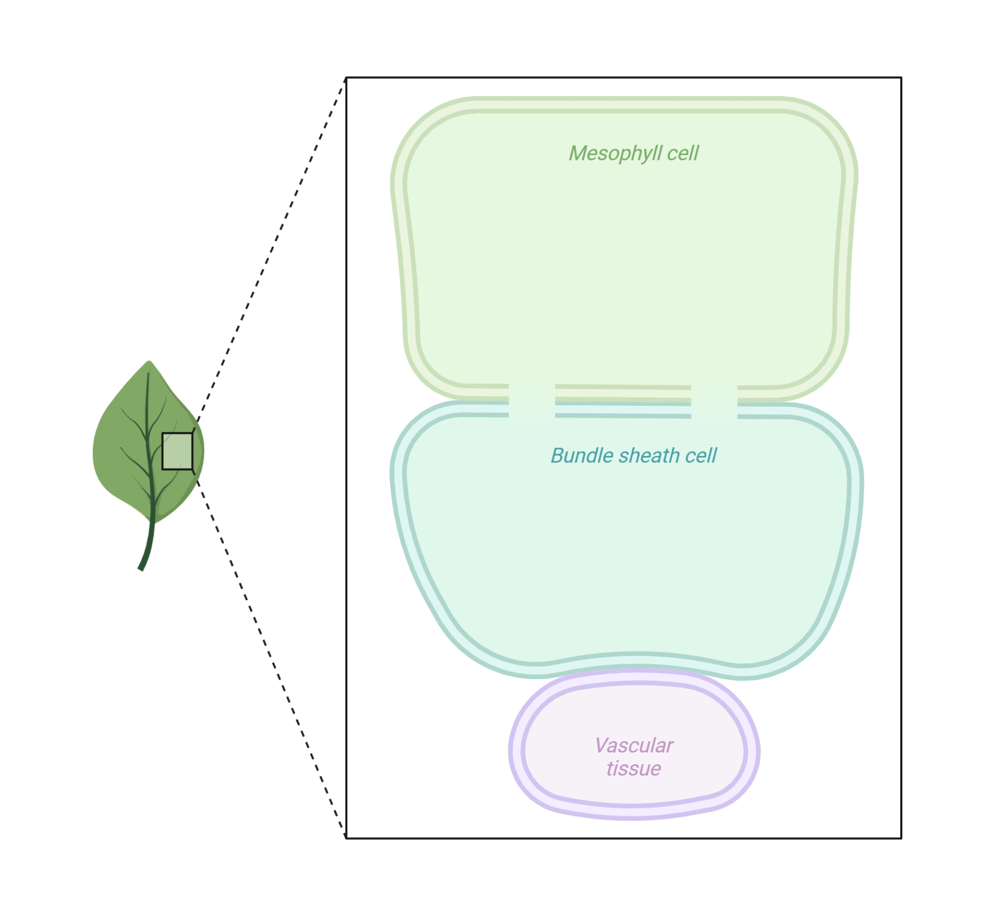 C4 Leaf Anatomy | BioRender Science Templates