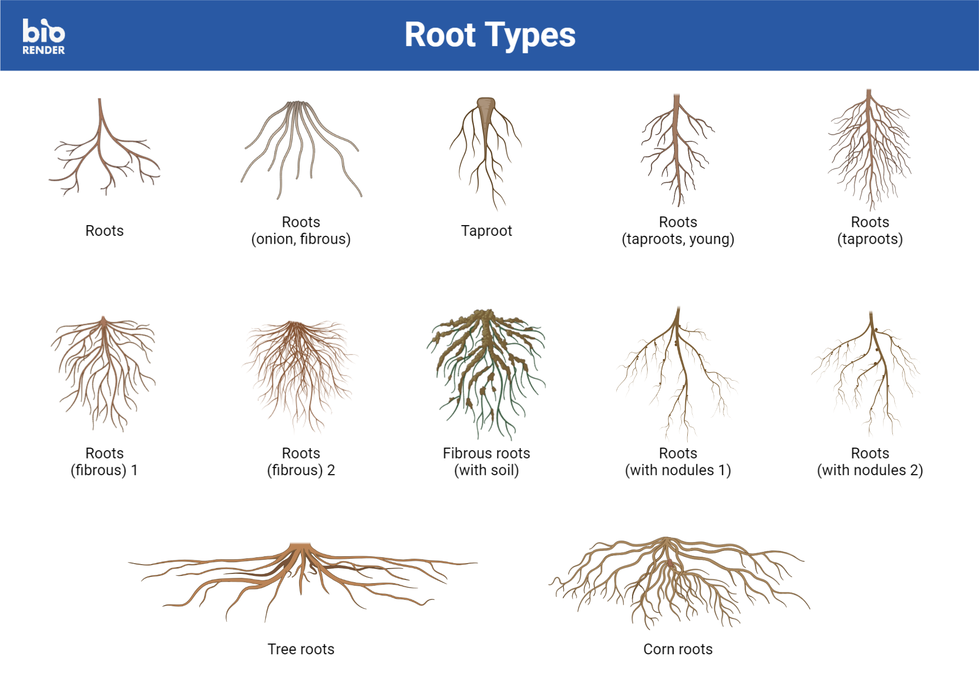 Icon Pack - Root Types | BioRender Science Templates