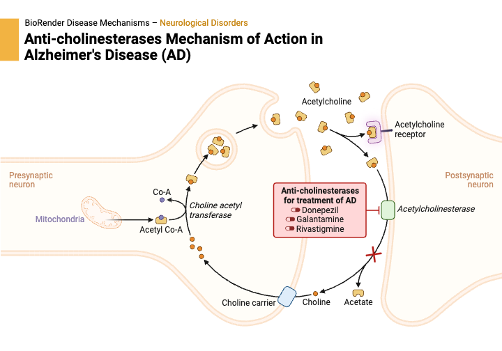 Anti-cholinesterases Mechanism of Action in Alzheimer's Disease (AD ...