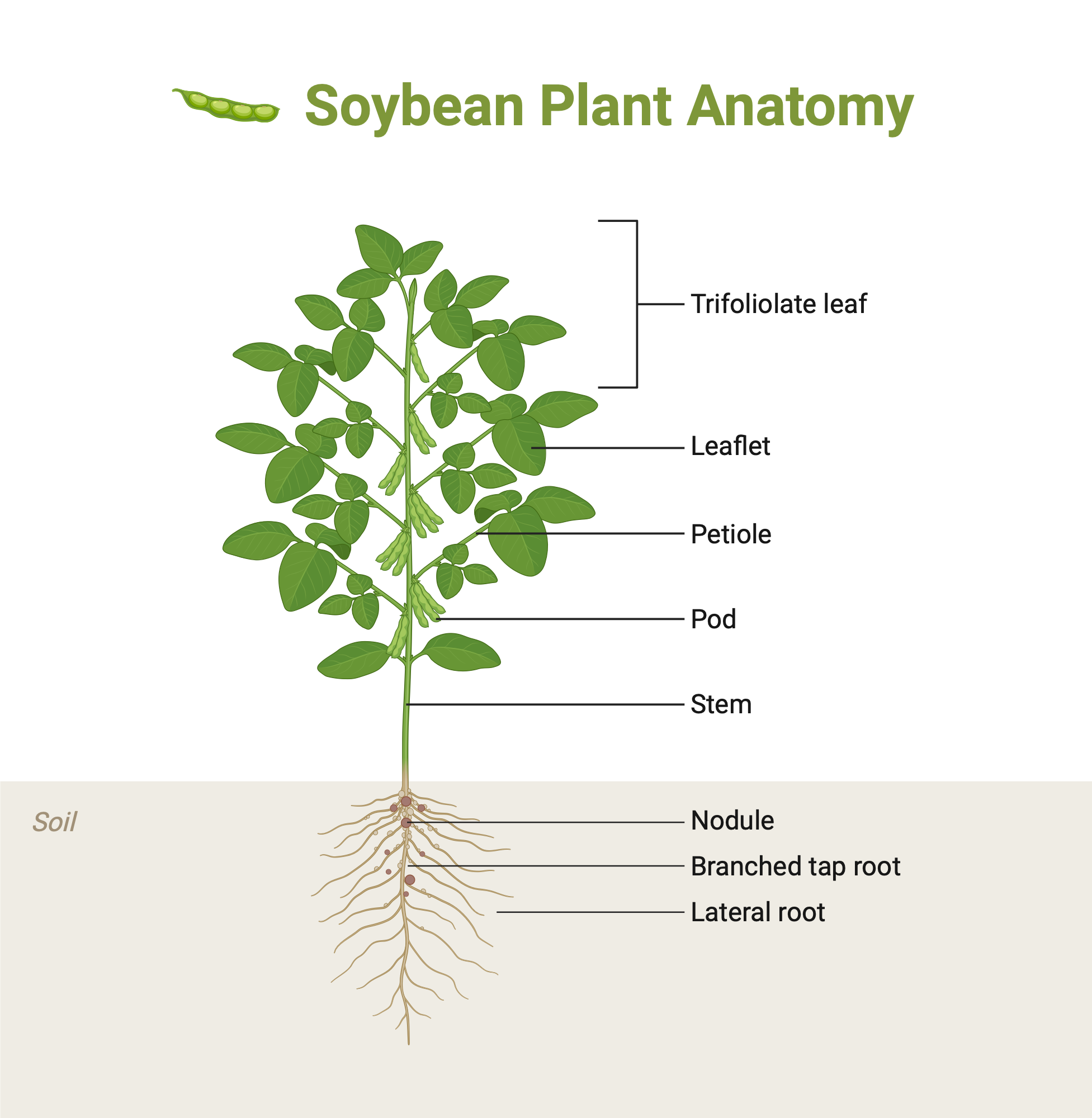 Soybean Plant Anatomy | BioRender Science Templates