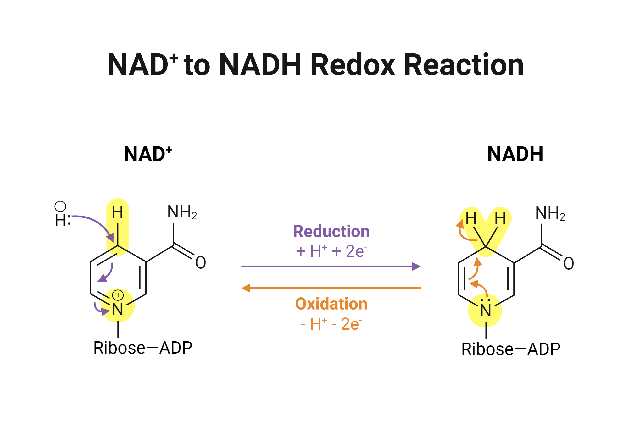 NAD+ to NADH Redox Reaction | BioRender Science Templates