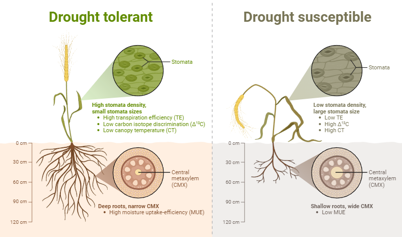 Drought Tolerant vs. Drought Susceptible Wheat Plant Ideotypes ...