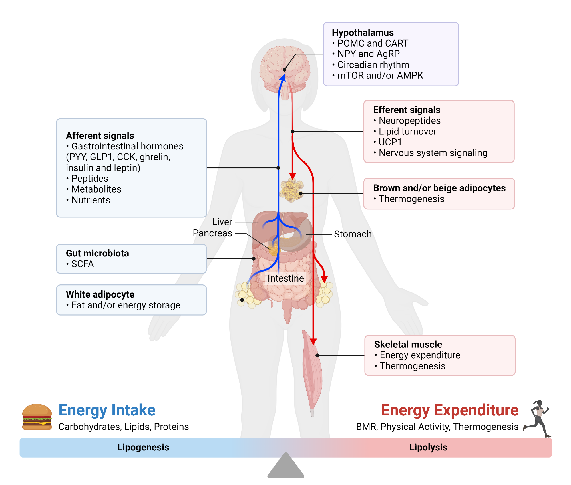 Key Metabolic Mechanisms on Body Weight Regulation | BioRender Science ...