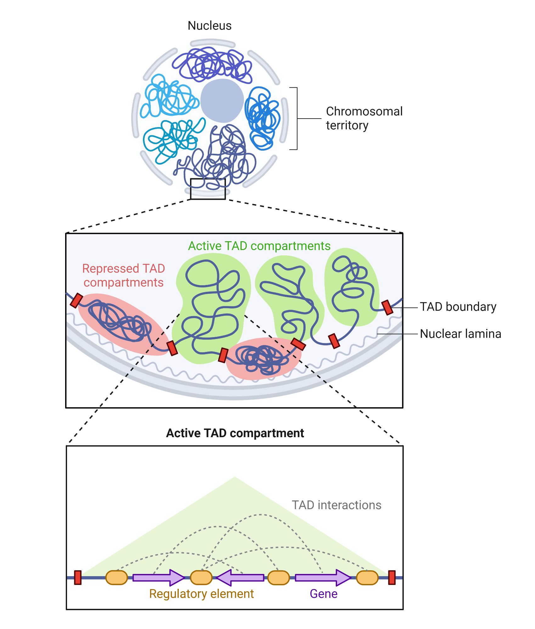 Chromosome Organization In Nucleus Tads Biorender Science Templates