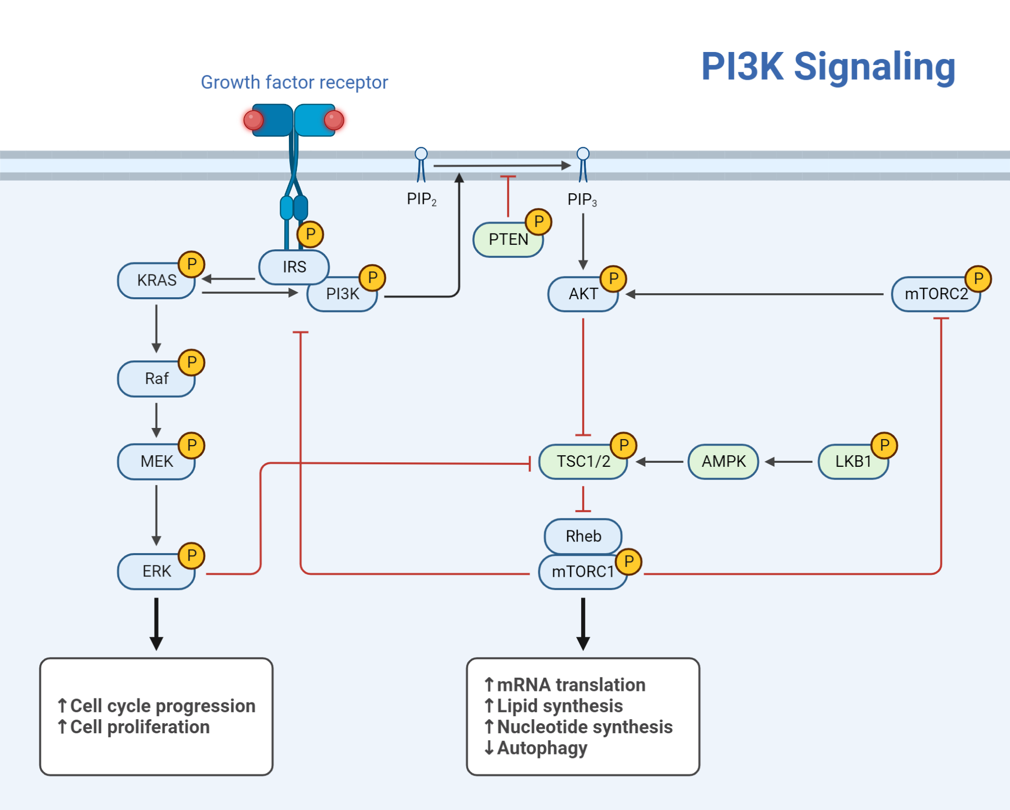 PI3K Signaling | BioRender Science Templates