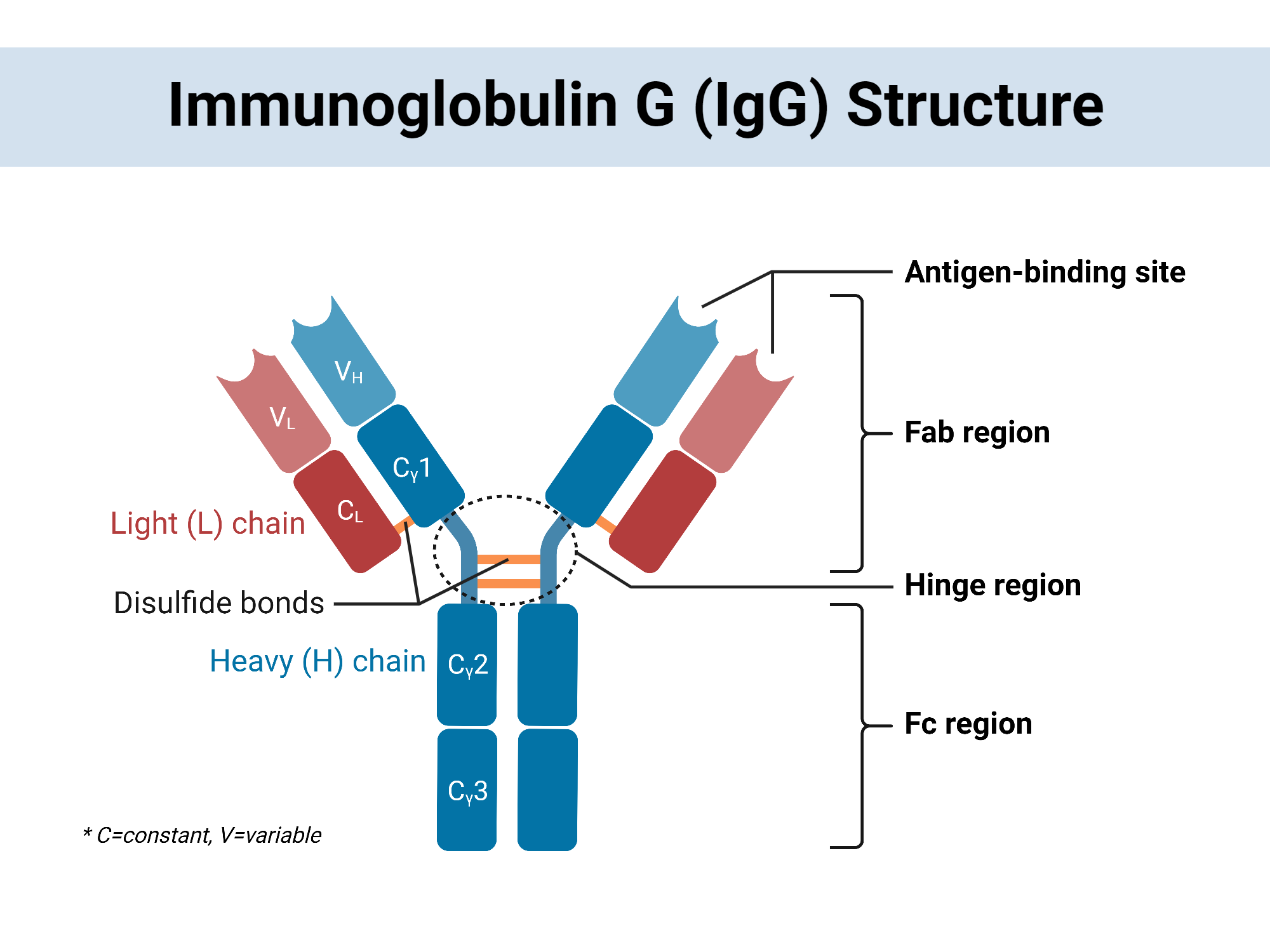 Immunoglobulin G (IgG) Structure | BioRender Science Templates