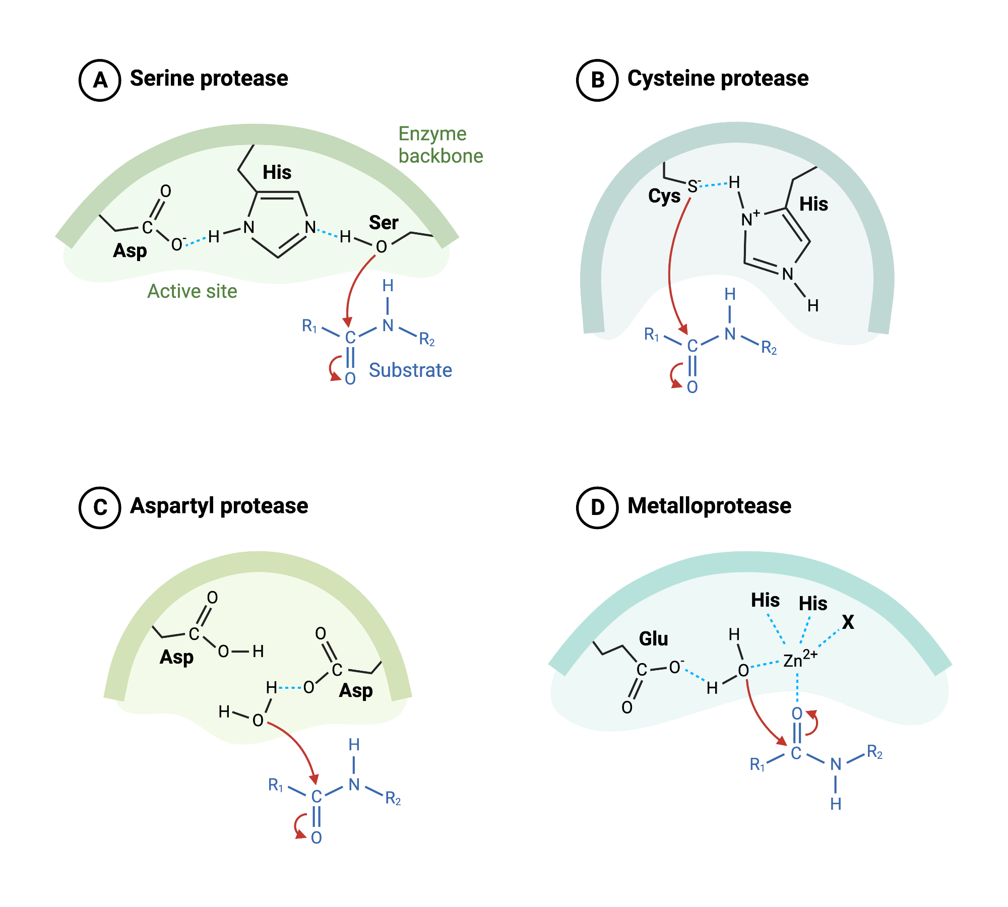 Protease Types and Mechanisms | BioRender Science Templates